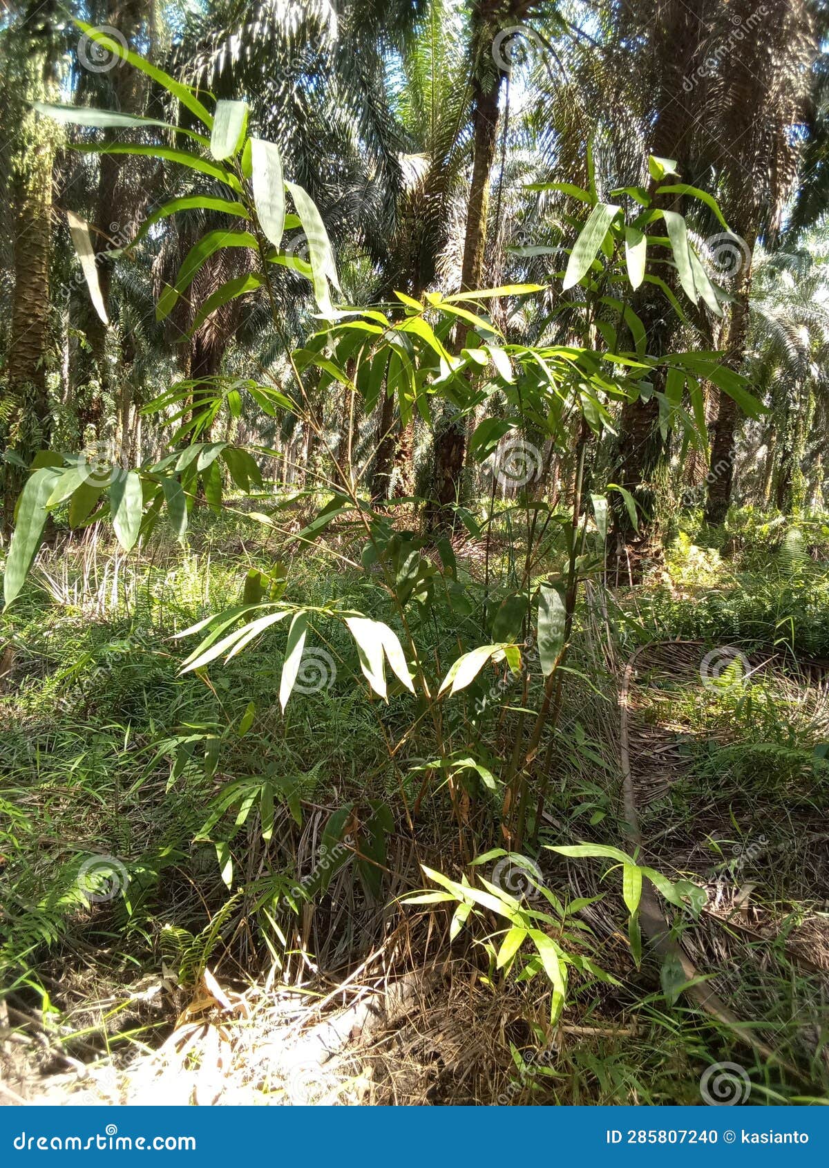 The Bamboo Tree that Look Still Young Stock Photo - Image of young ...