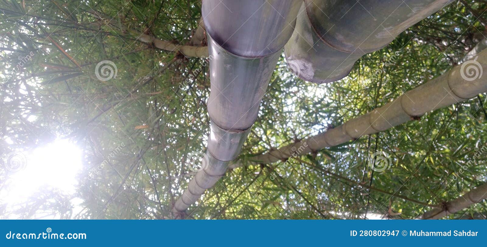 Bamboo Tree on Mantara Waterpark Stock Image - Image of waterpark ...