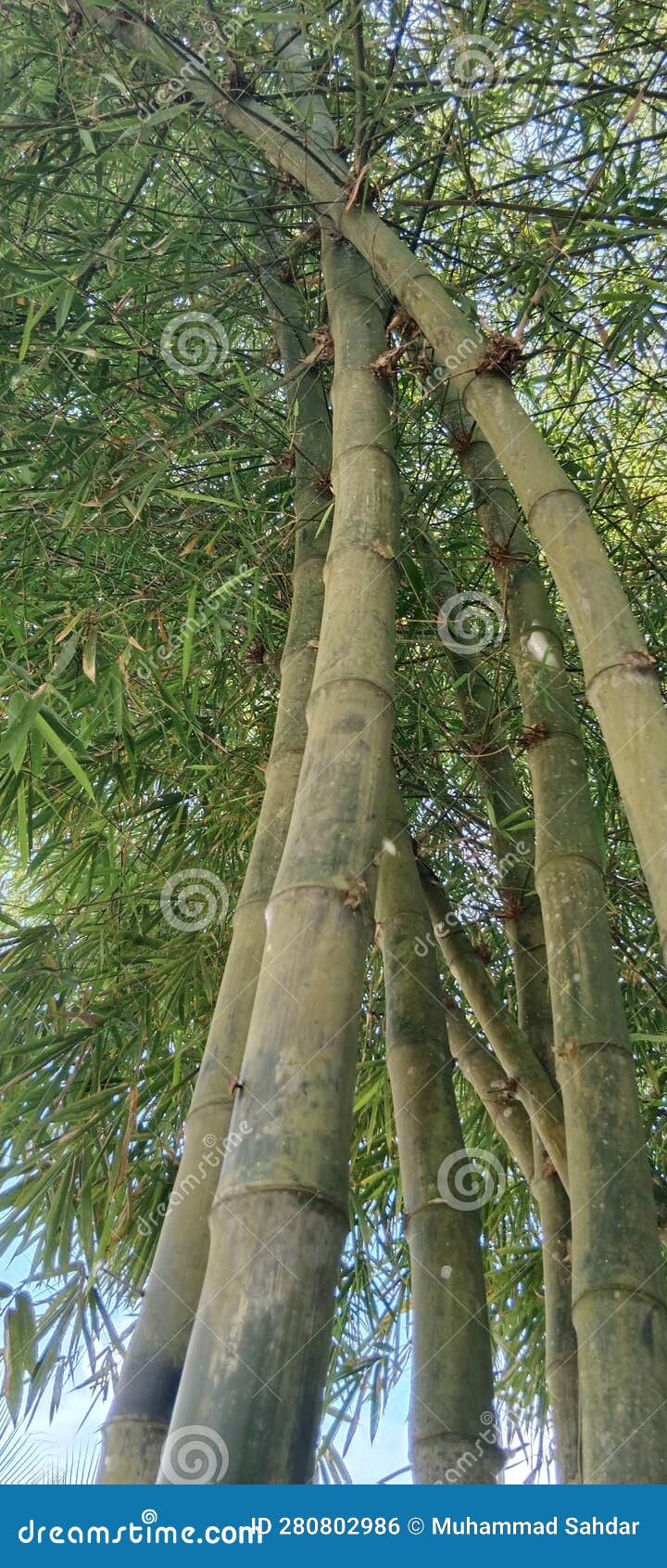 Bamboo Tree on Mantara Waterpark Stock Photo - Image of bamboo ...