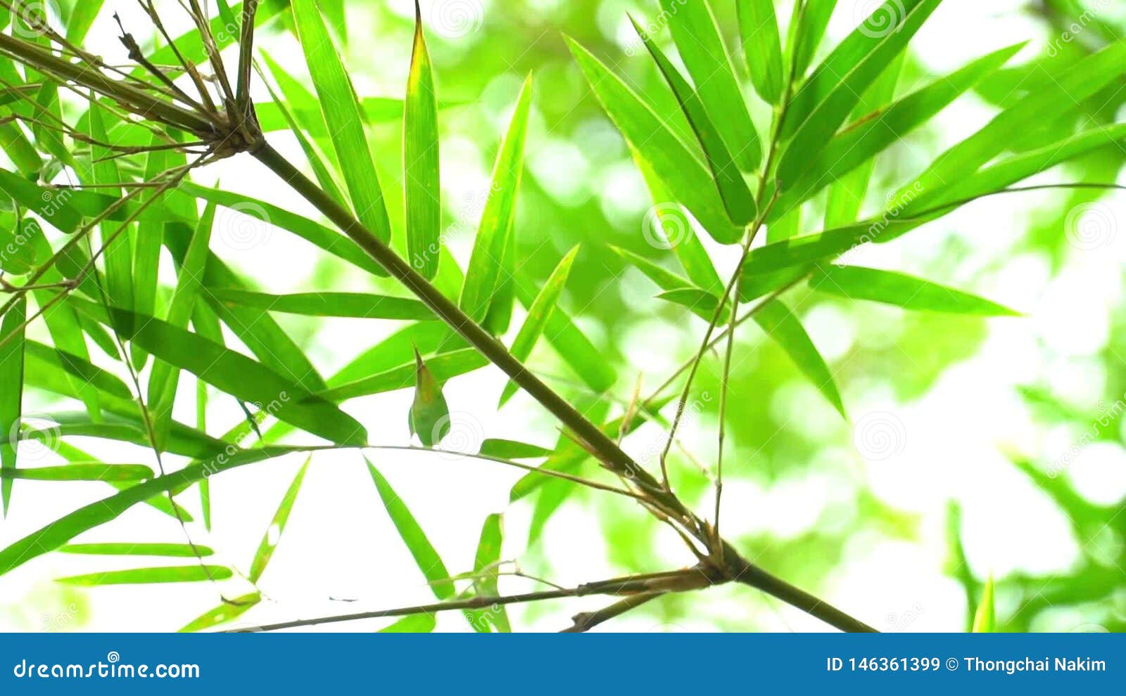 Bamboo Tree Move from Wind. Stock Video - Video of nature, plant: 146361399