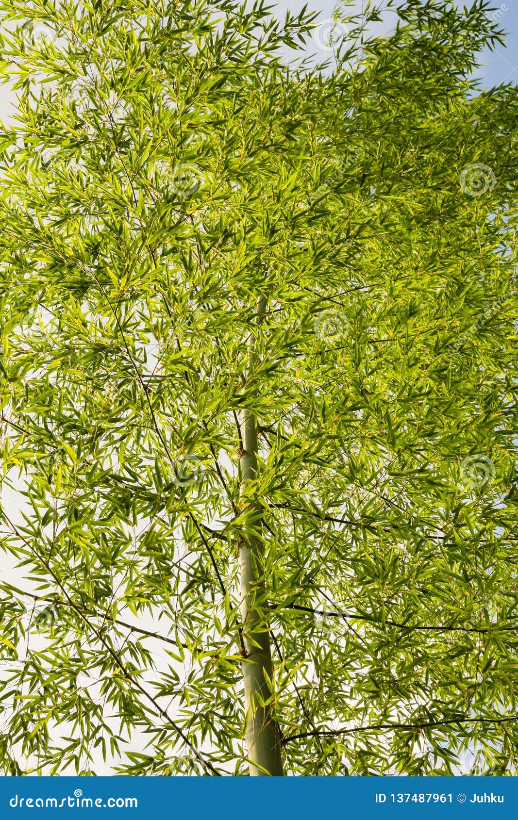 Bamboo Tree in Forest China Stock Image - Image of foliage, tree: 137487961
