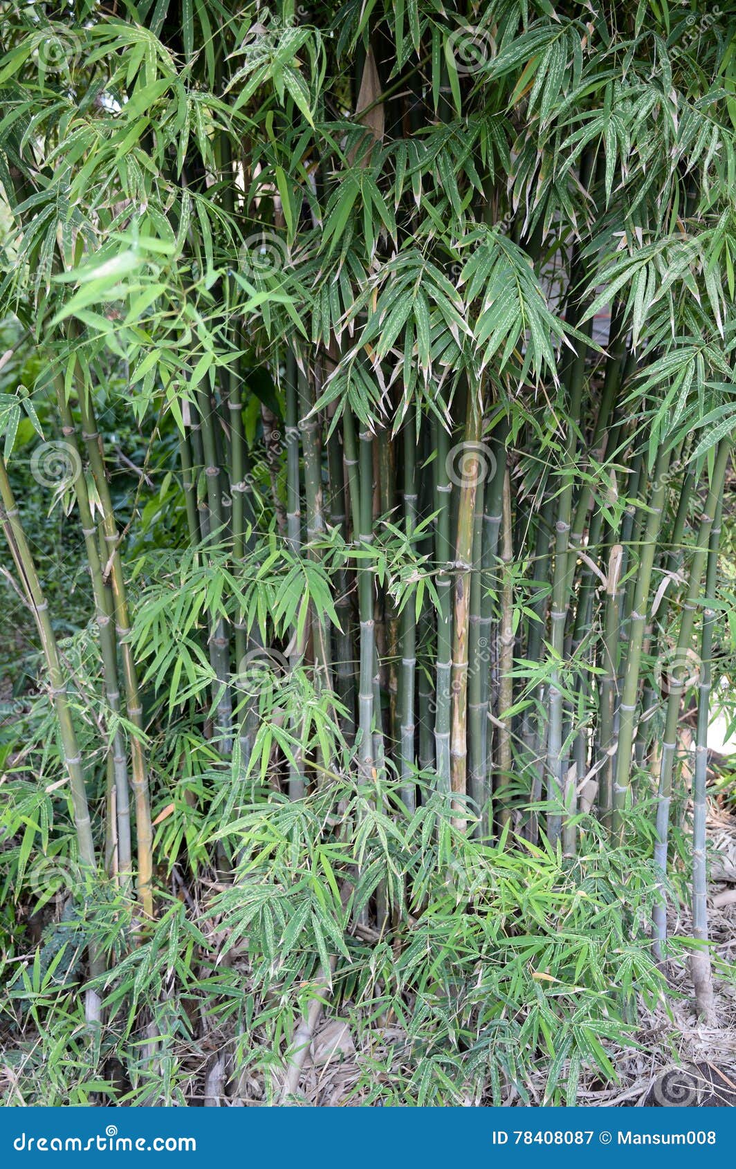 Bamboo Tree in Nature Garden Stock Image - Image of fengshui, nature ...