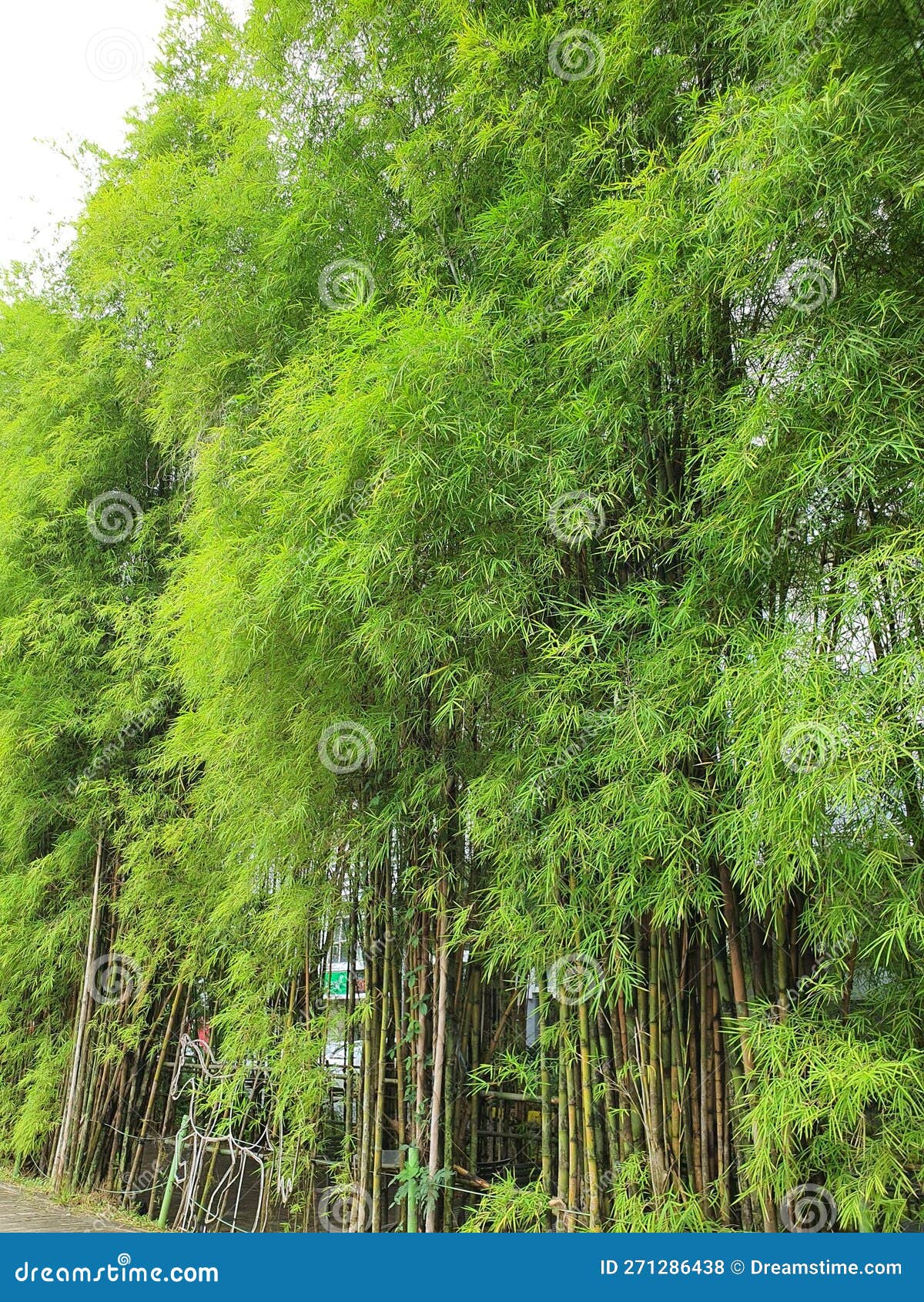 A bamboo tree at the park stock photo. Image of tree - 271286438