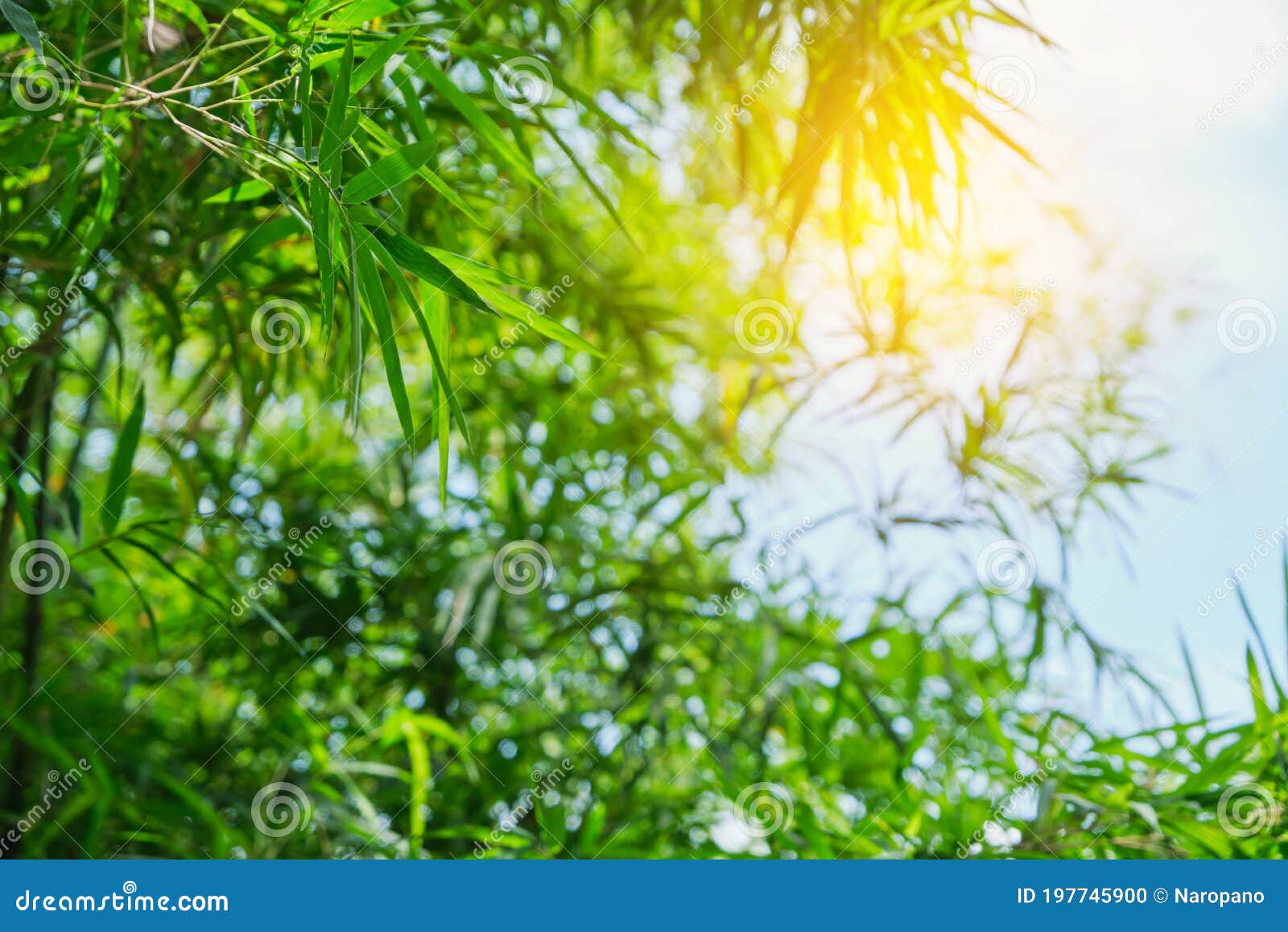 Bamboo Tree Park Outdoor Nature Stock Photo - Image of plant, asia ...