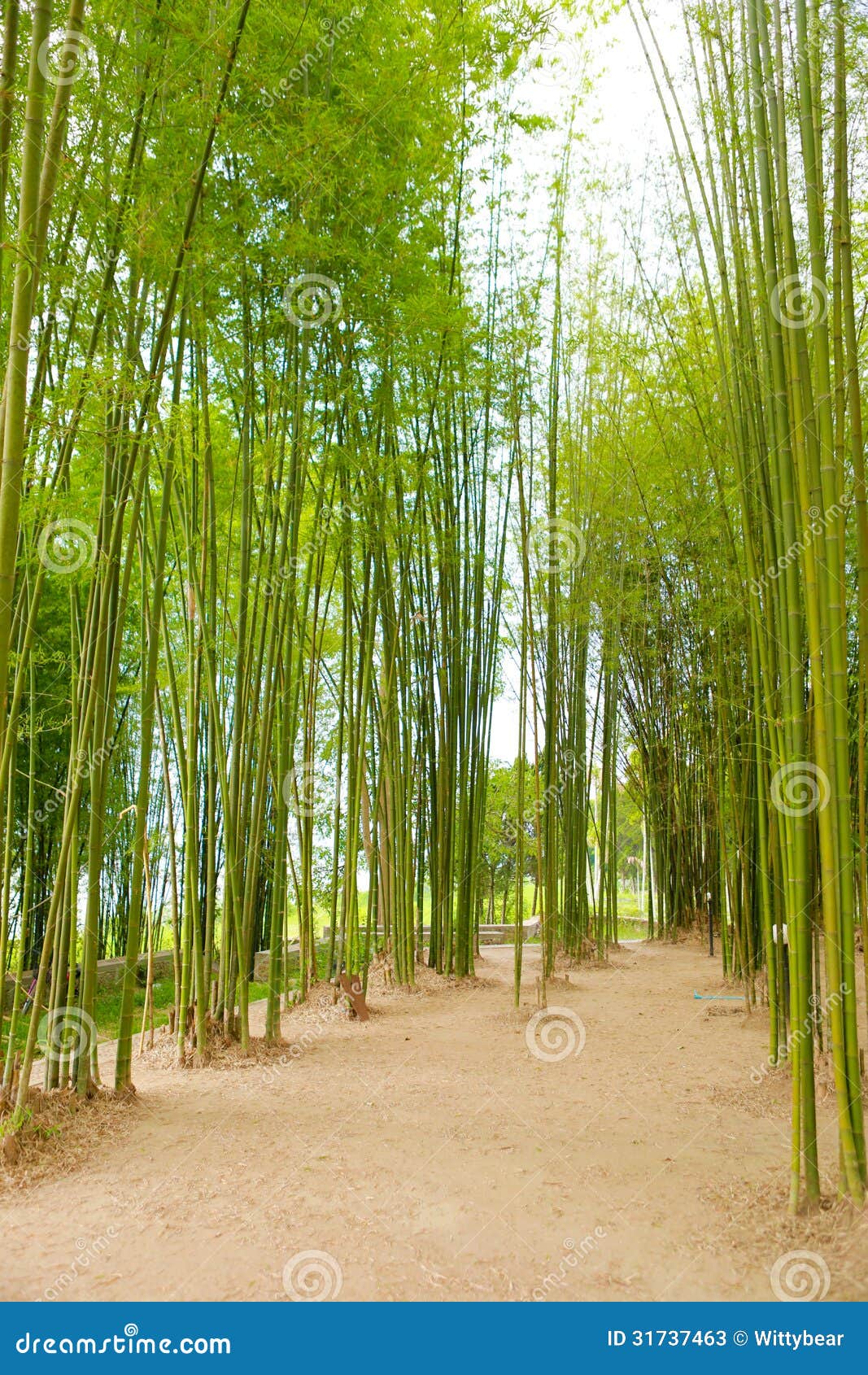 Greeb Bamboo Tree Plant in Garden Stock Image - Image of calm, detail ...