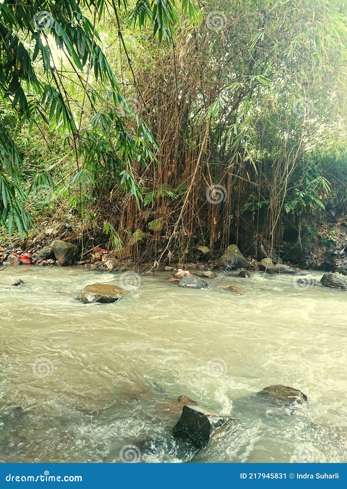 Bamboo tree at riverside stock image. Image of bamboo - 217945831