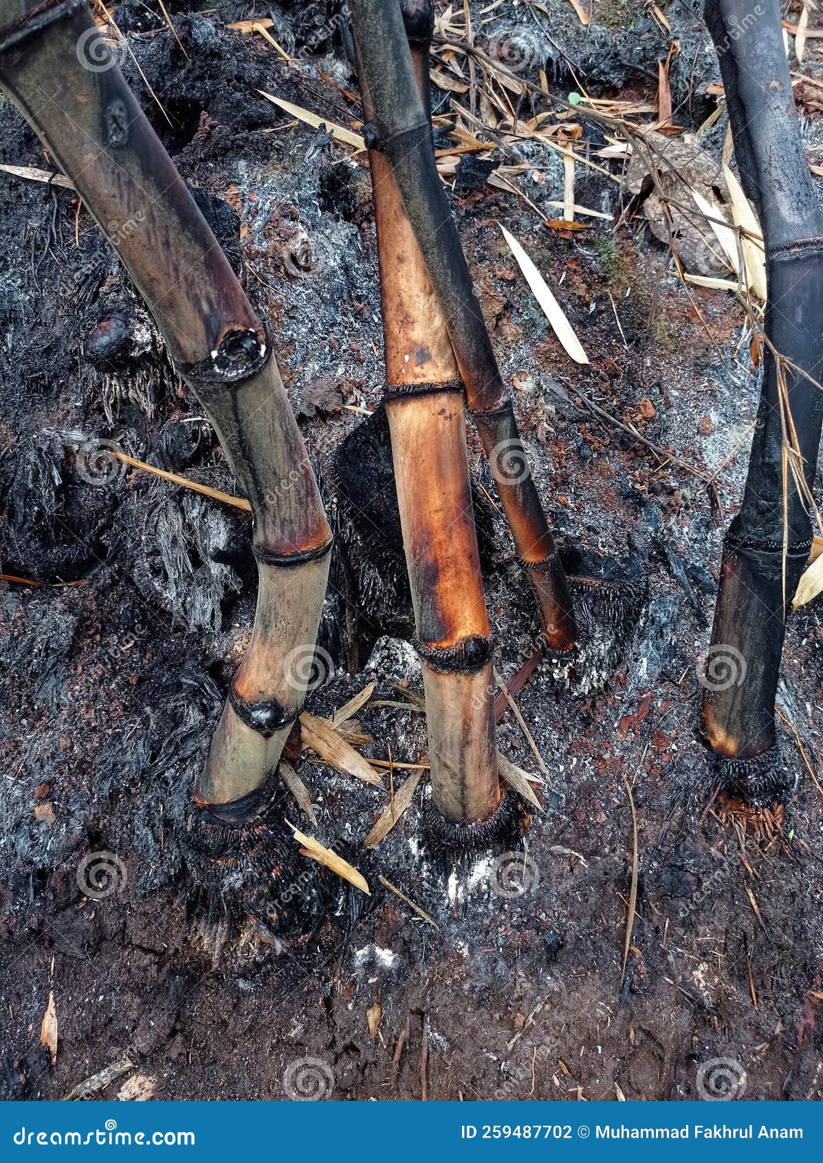 The Bamboo Tree is Scorched by Fire Stock Photo - Image of tree, trunk ...