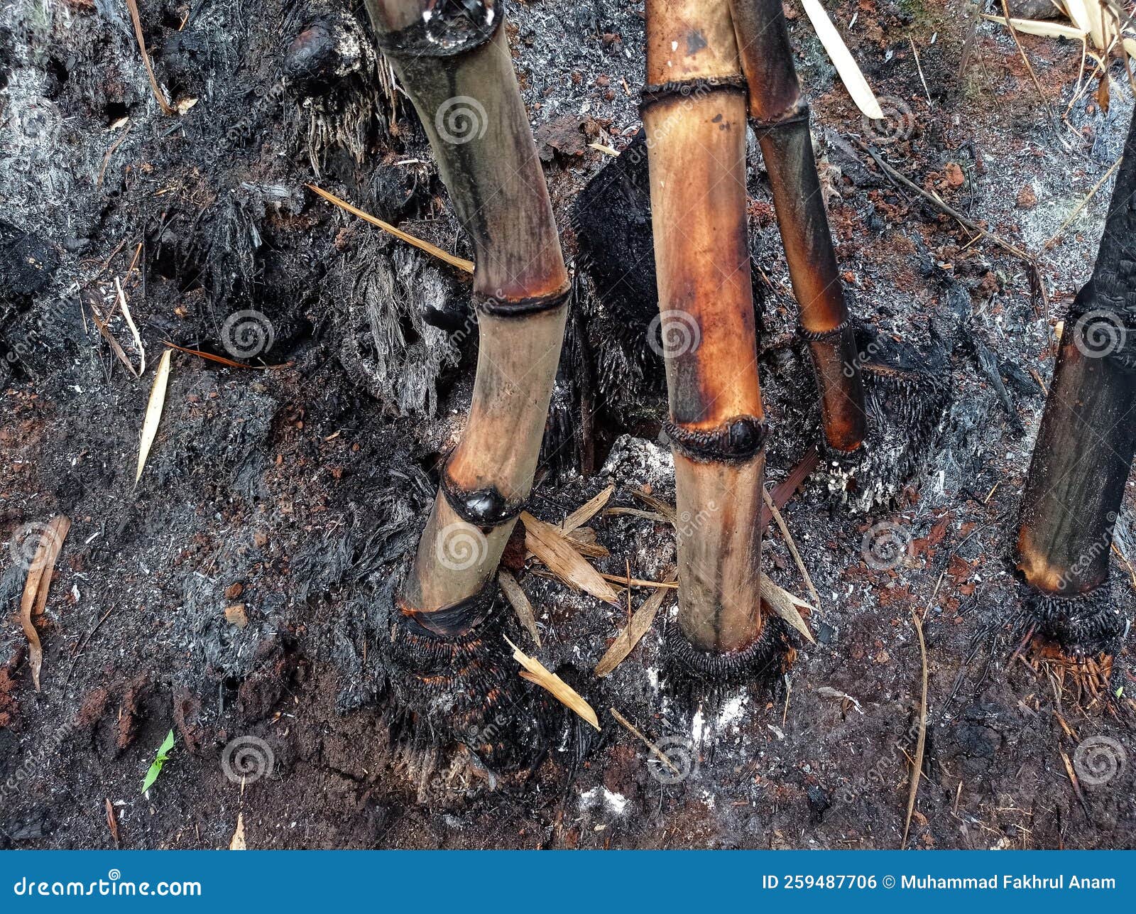 The Bamboo Tree is Scorched by Fire Stock Photo - Image of bamboo ...