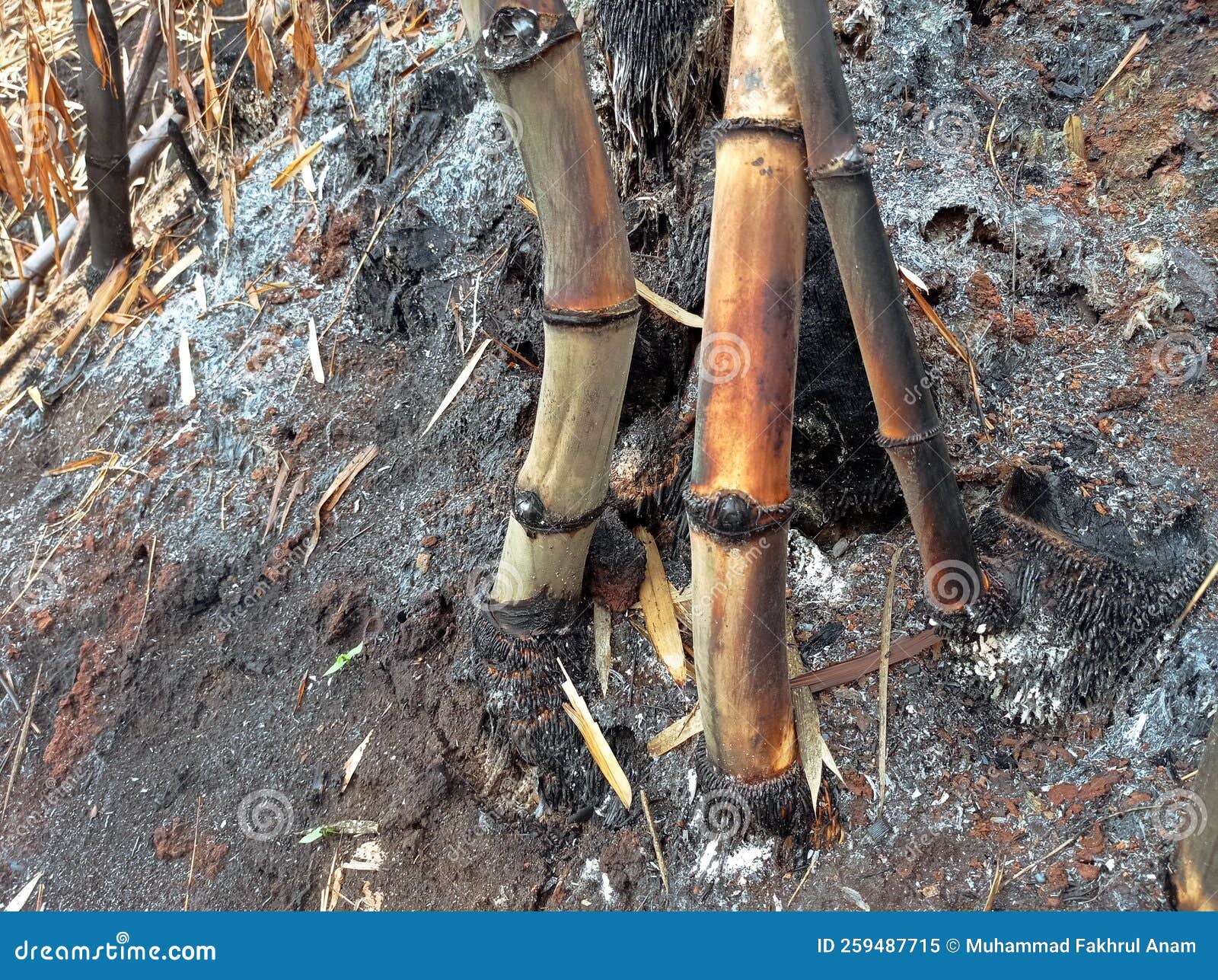 The Bamboo Tree is Scorched by Fire Stock Image - Image of geology ...