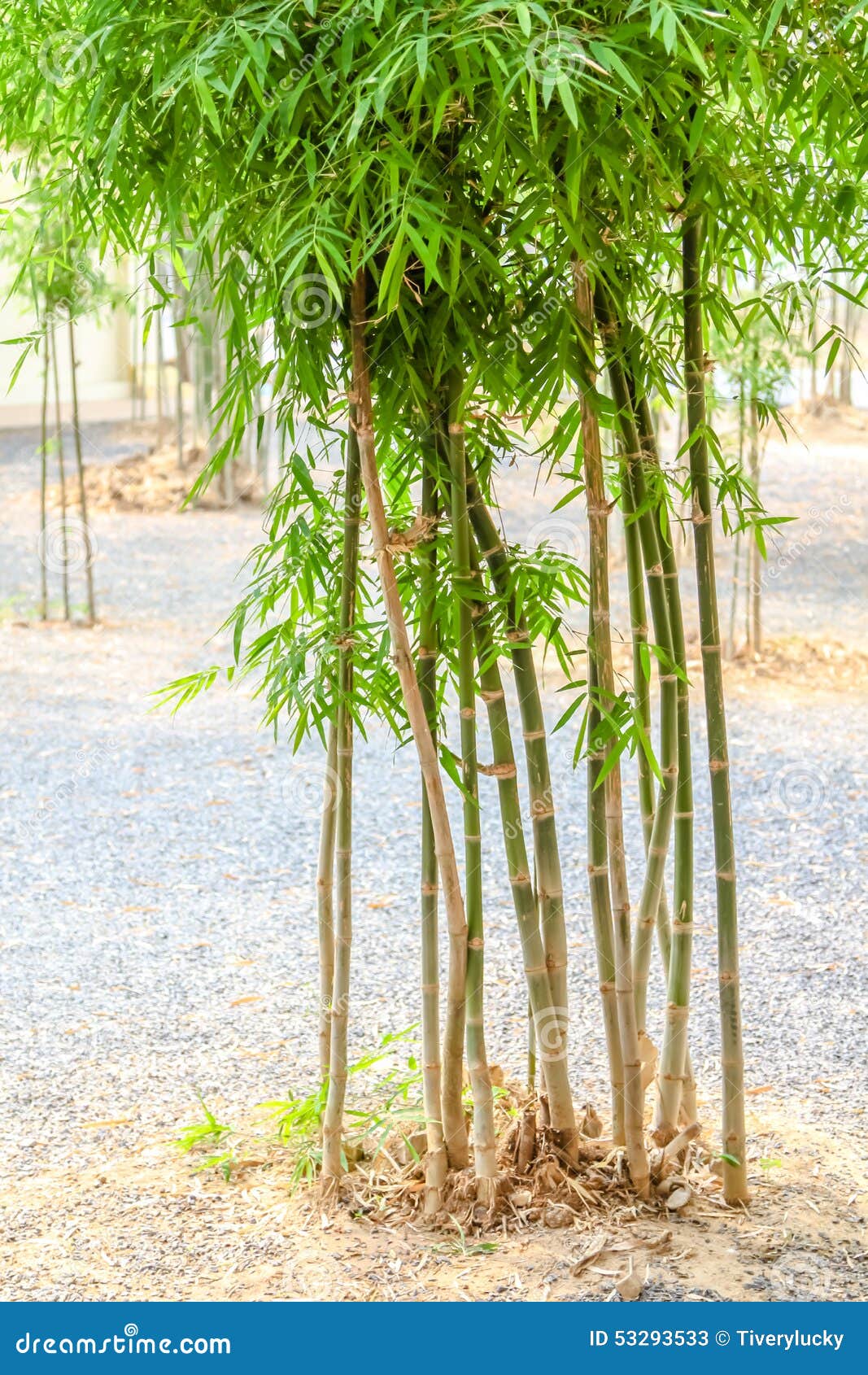 Bamboo tree stock image. Image of green, calm, branch - 53293533