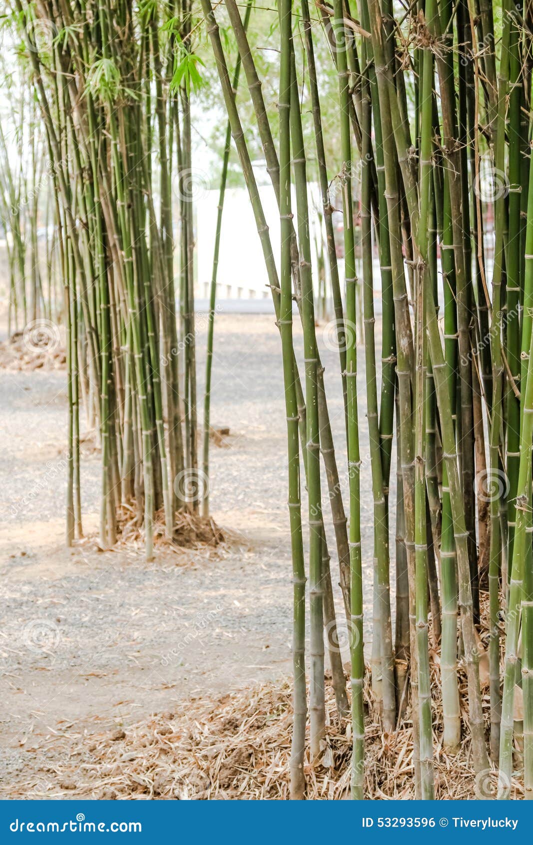 Bamboo tree stock photo. Image of bright, forest, bamboo - 53293596