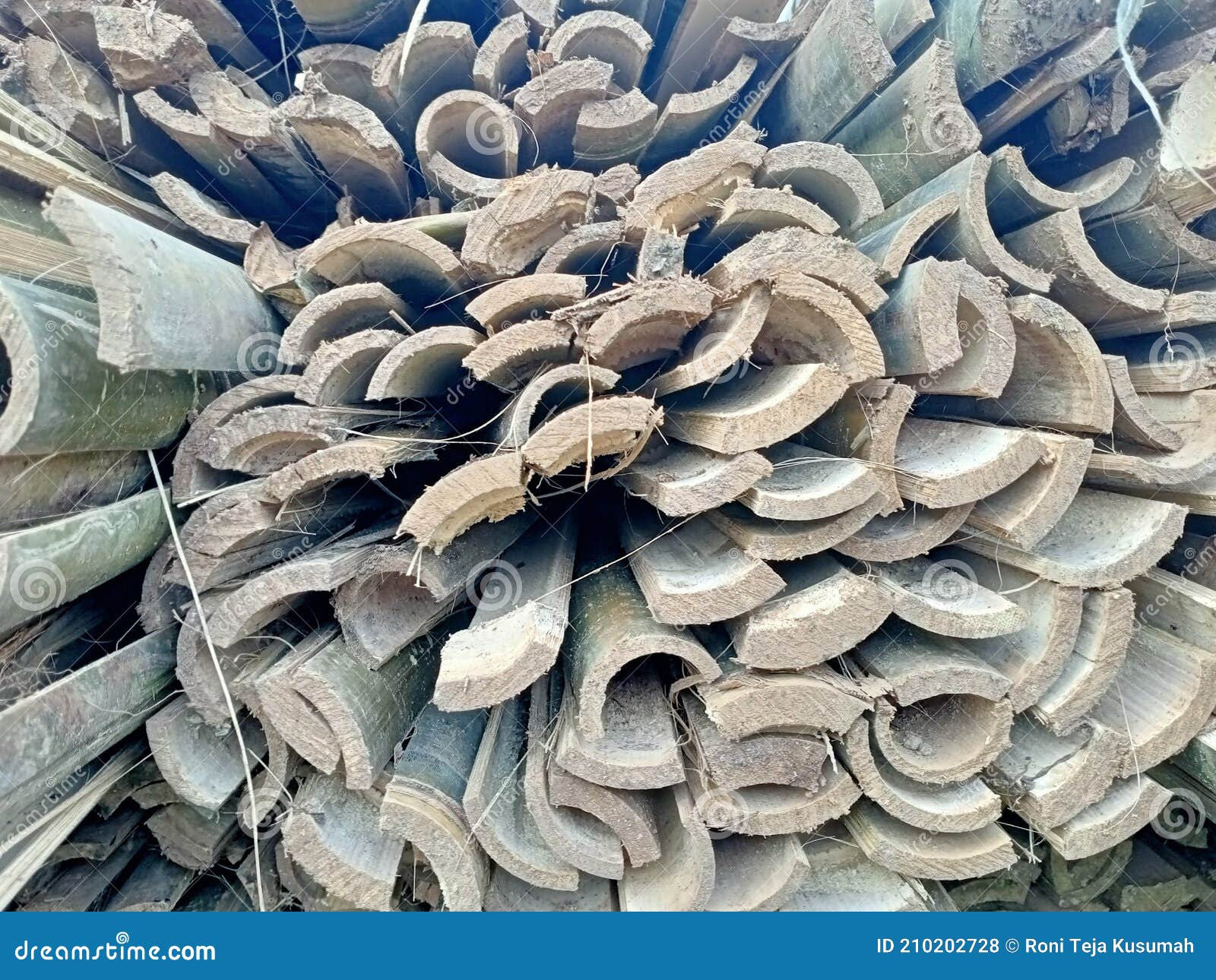 A Bamboo Tree that is Split into Several Parts Stock Photo - Image of ...