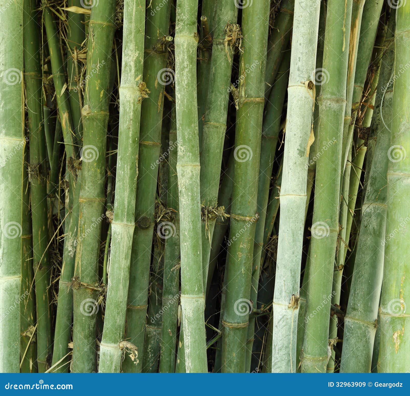 Bamboo Plant Texture
