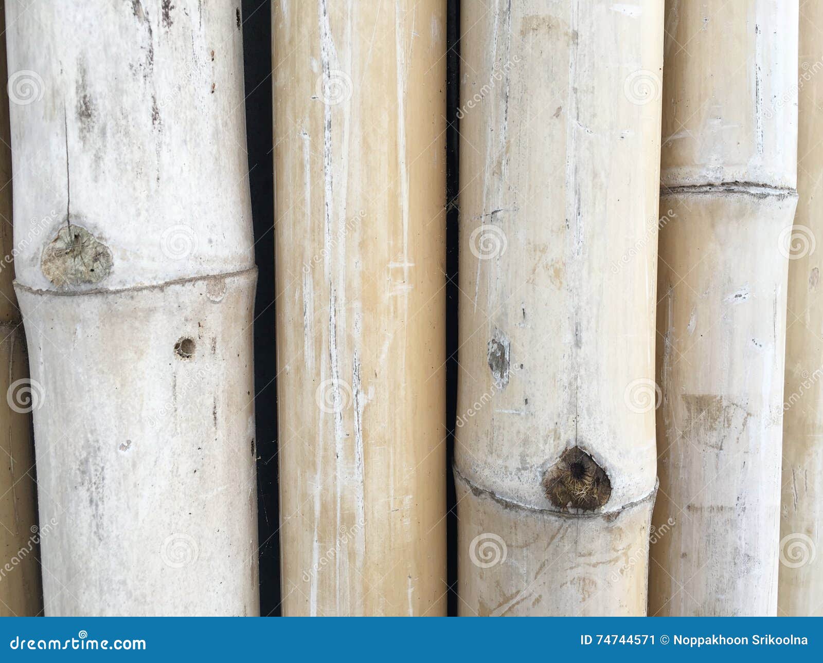 Bamboo Tree texture stock image. Image of bamboo, abstract - 74744571