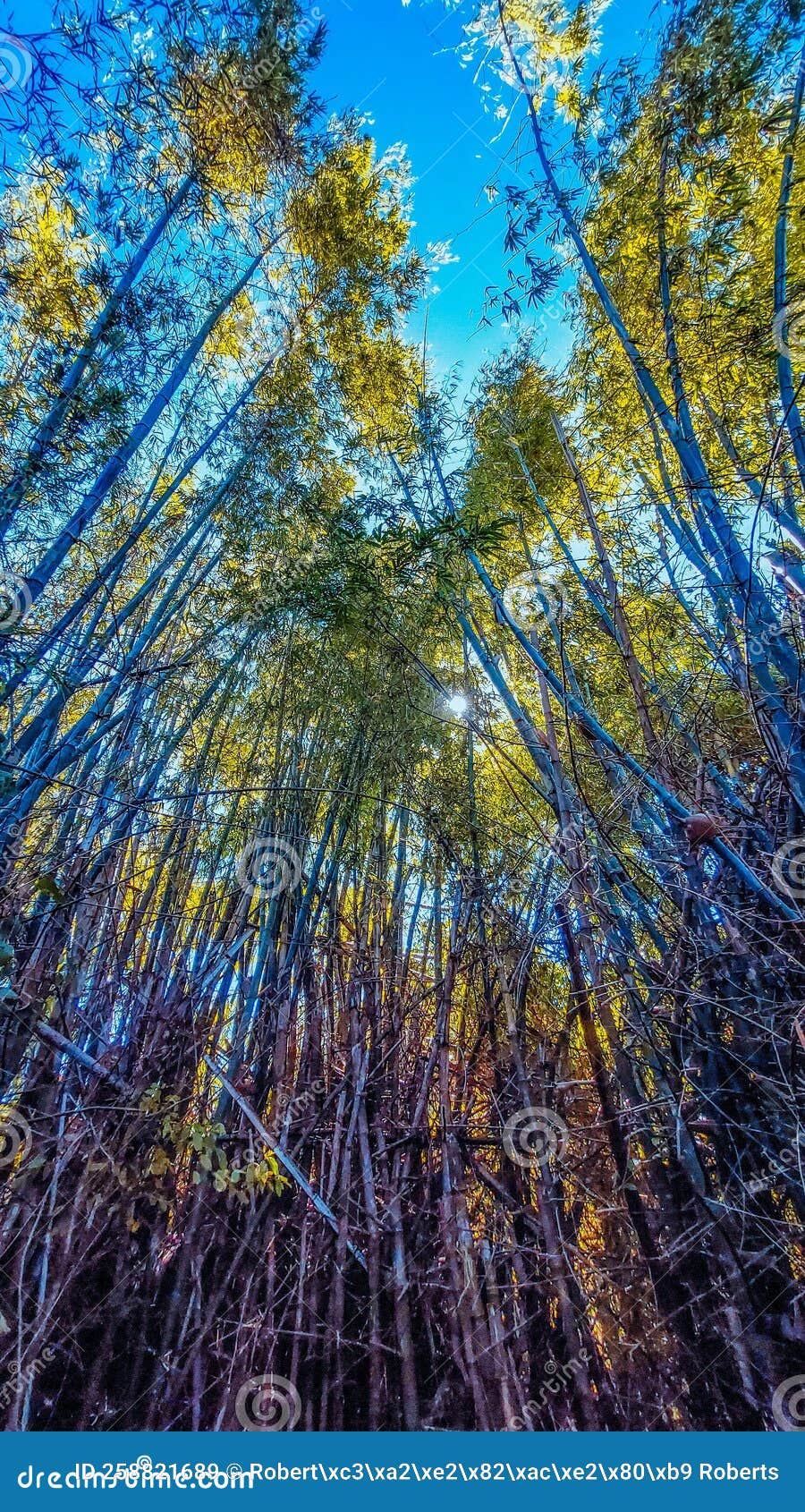 Bamboo Tree, Thailand, Asia Stock Image - Image of forest, plant: 258821689