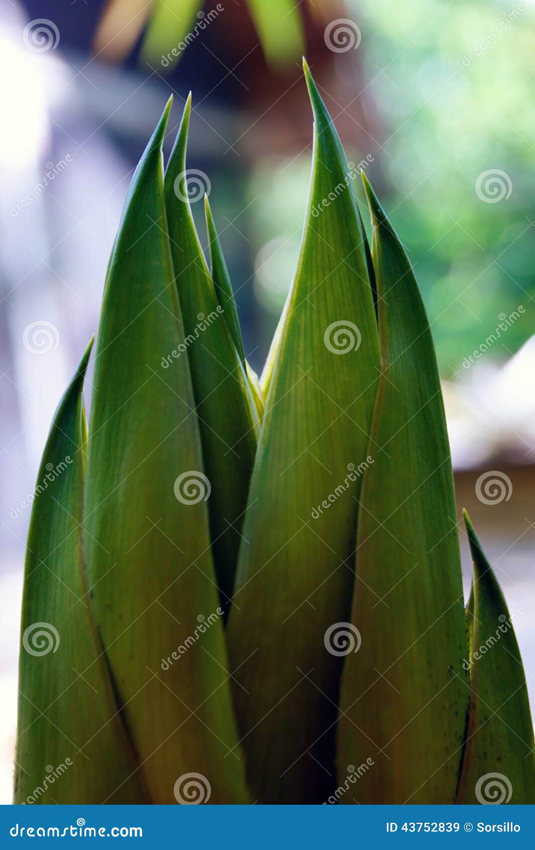 Bamboo tree top stock image. Image of outside, tree, plant - 43752839