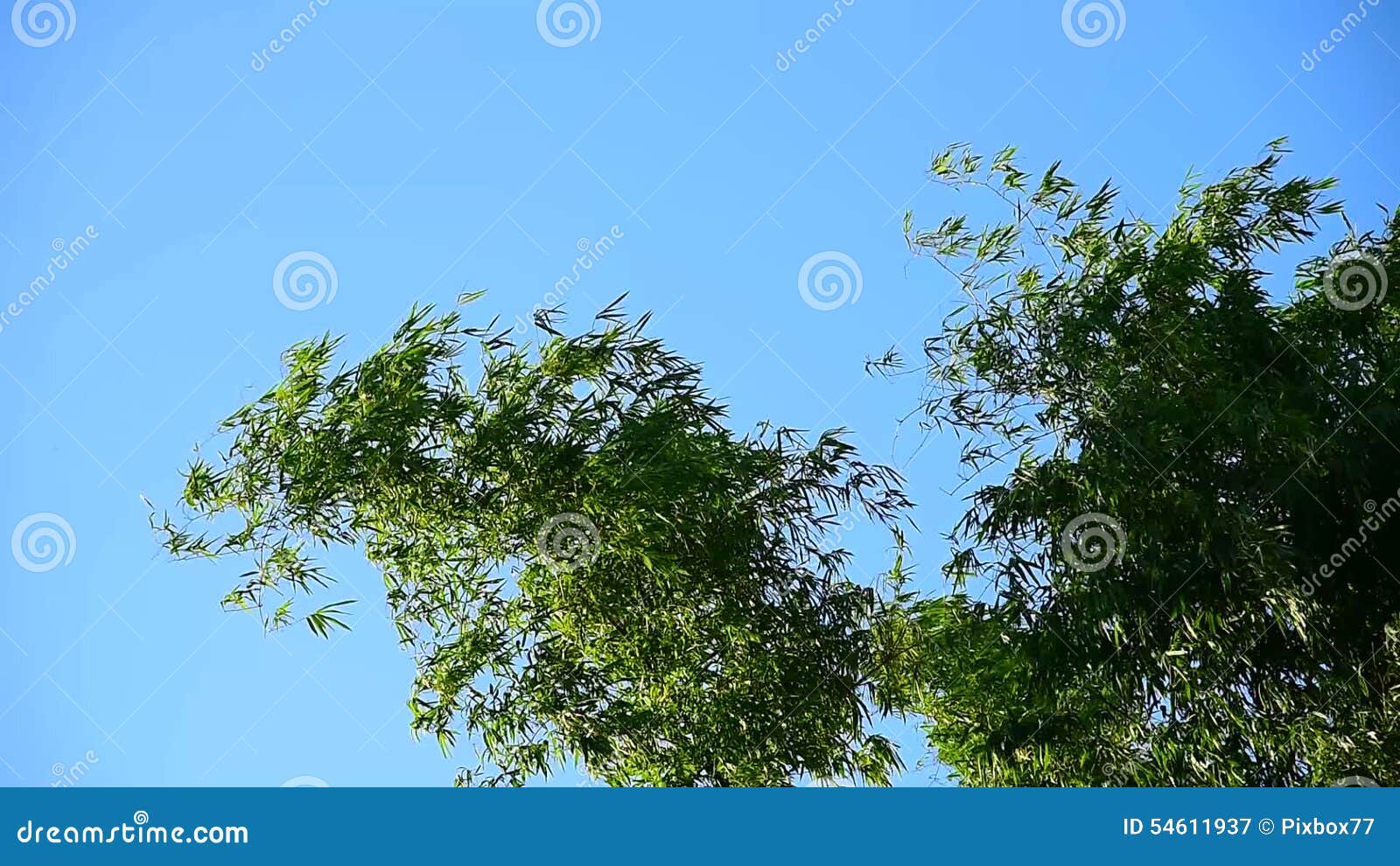 Bamboo Tree Top Move with Wind Stock Video - Video of time, footage ...