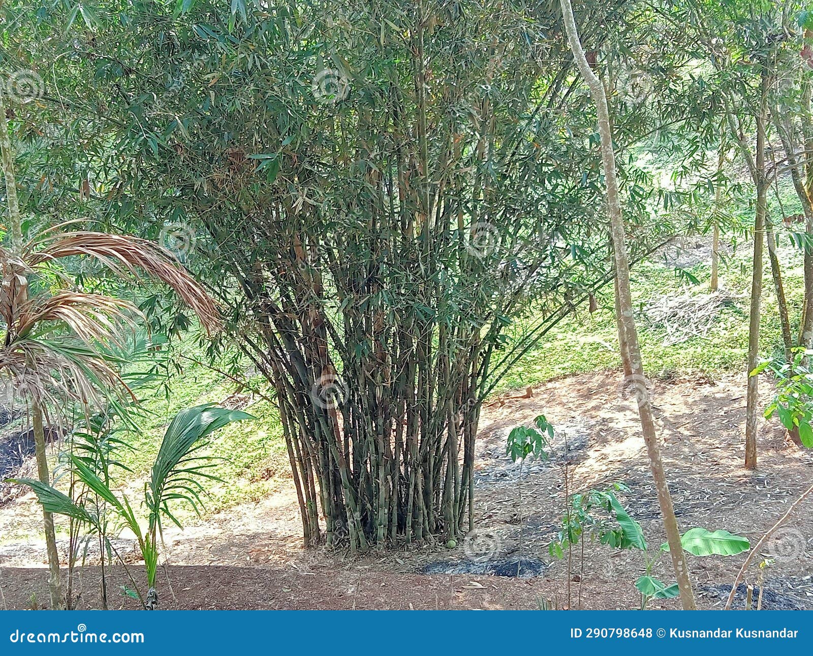 Bamboo tree stock photo. Image of green, woodland, leaf - 290798648