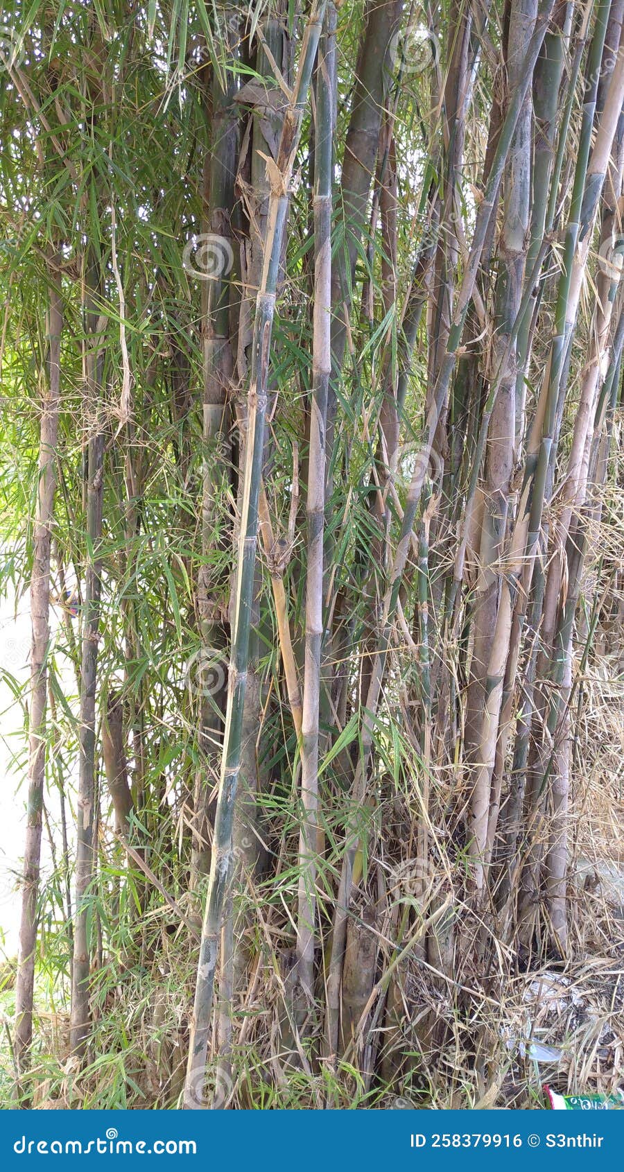 Bamboo Tree in the Tropical Rain Forest Stock Photo - Image of soil ...