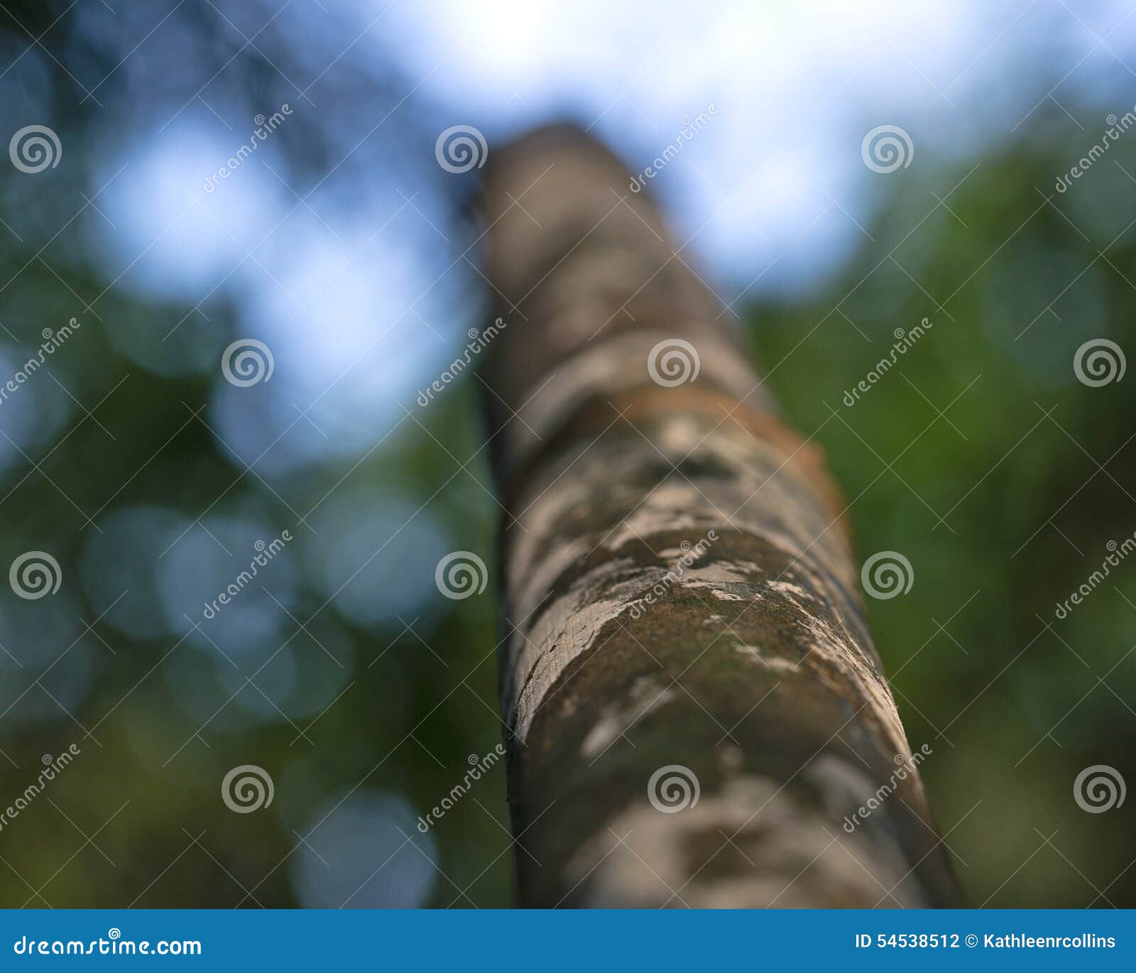 Bamboo tree trunk stock photo. Image of looking, landscape - 54538512