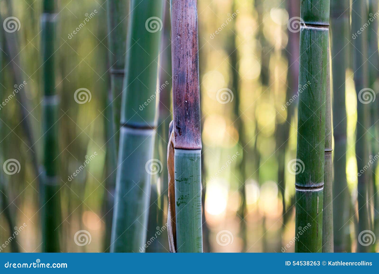 Bamboo tree trunk stock image. Image of evergreen, trunk - 54538263