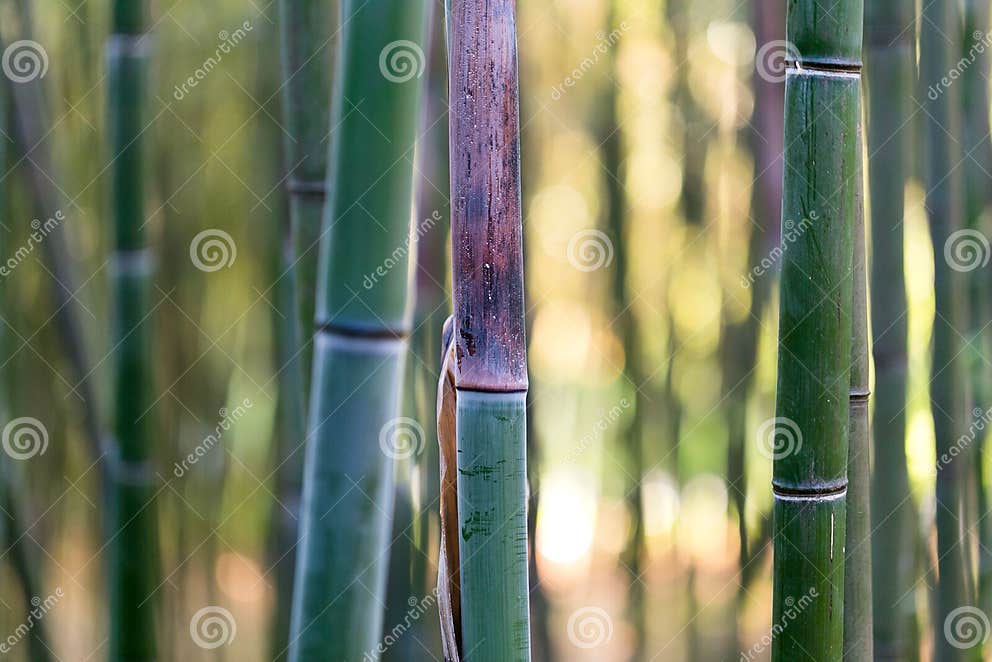 Bamboo tree trunk stock image. Image of evergreen, trunk - 54538263