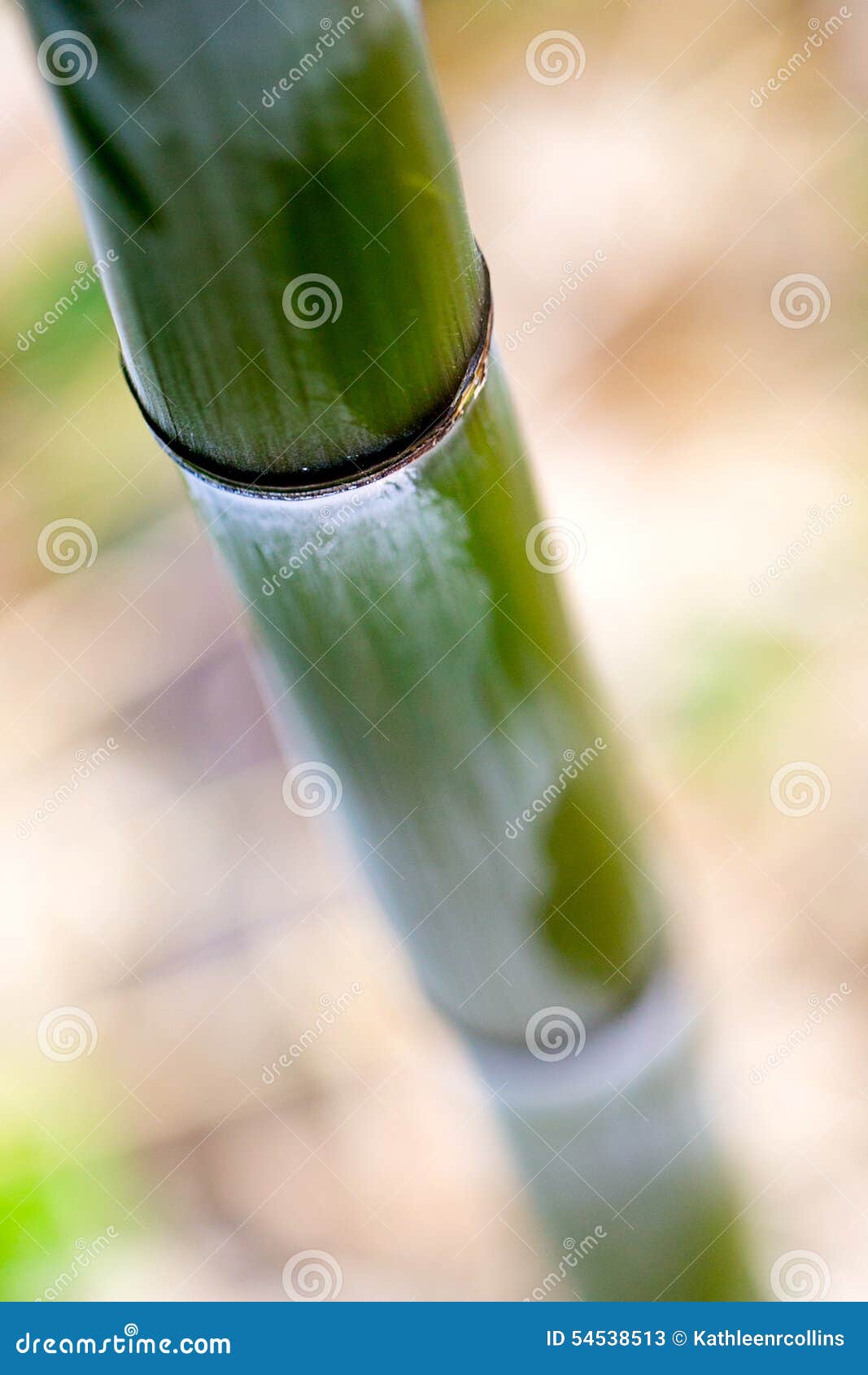 Bamboo tree trunk stock image. Image of trunk, environment - 54538513