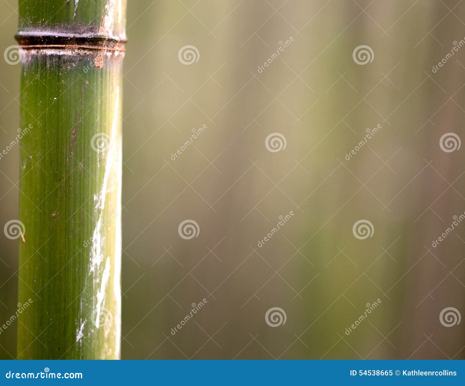 Bamboo tree trunk stock image. Image of leaves, forest - 54538665