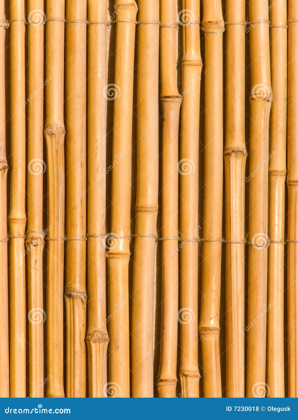Bamboo tree trunks stock photo. Image of abstract, tree - 7230018
