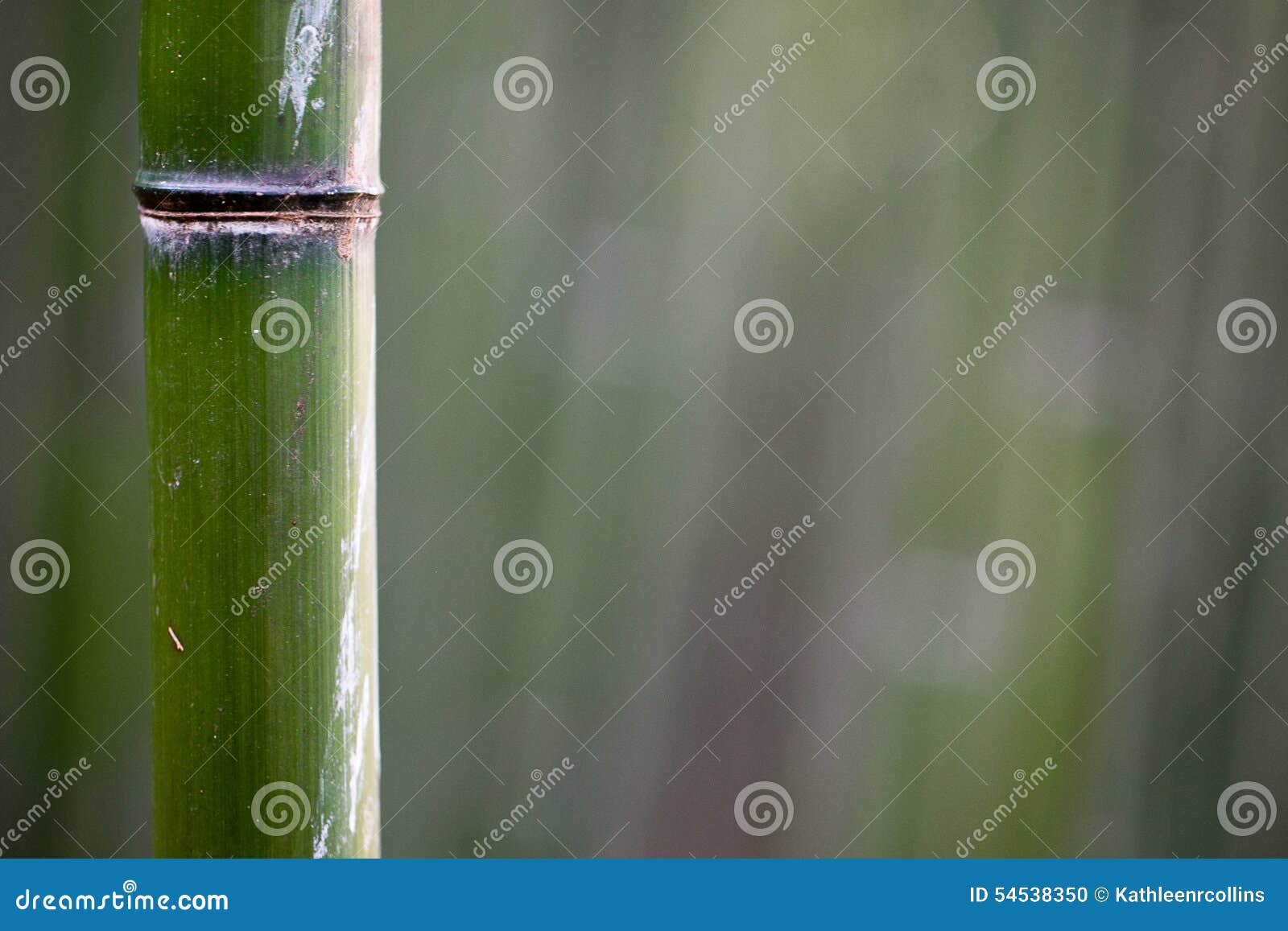 Bamboo tree trunks stock photo. Image of bamboo, landscape - 54538350