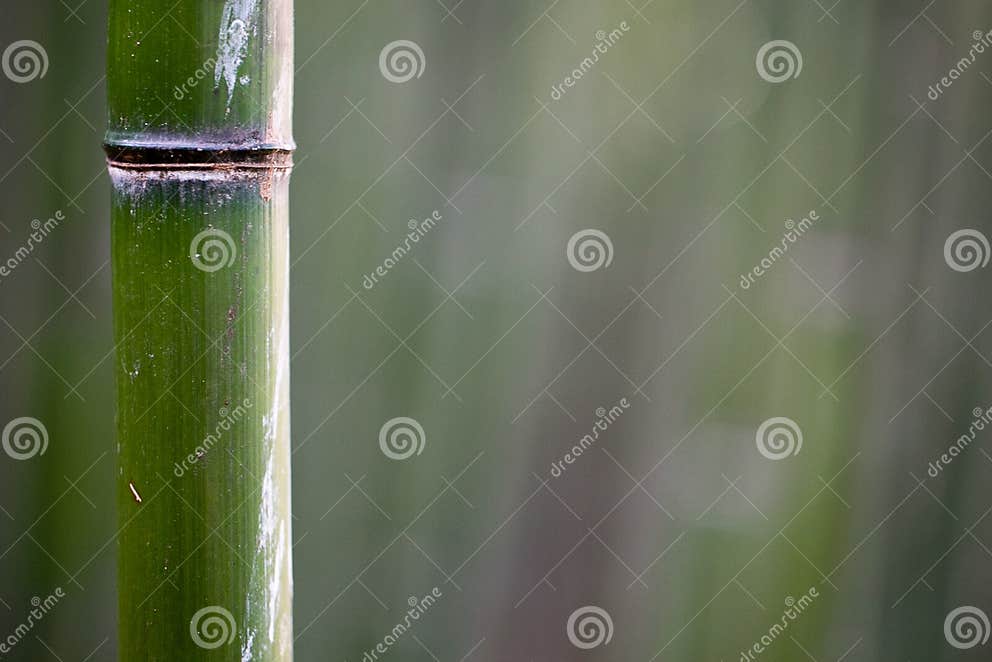 Bamboo tree trunks stock photo. Image of bamboo, landscape - 54538350