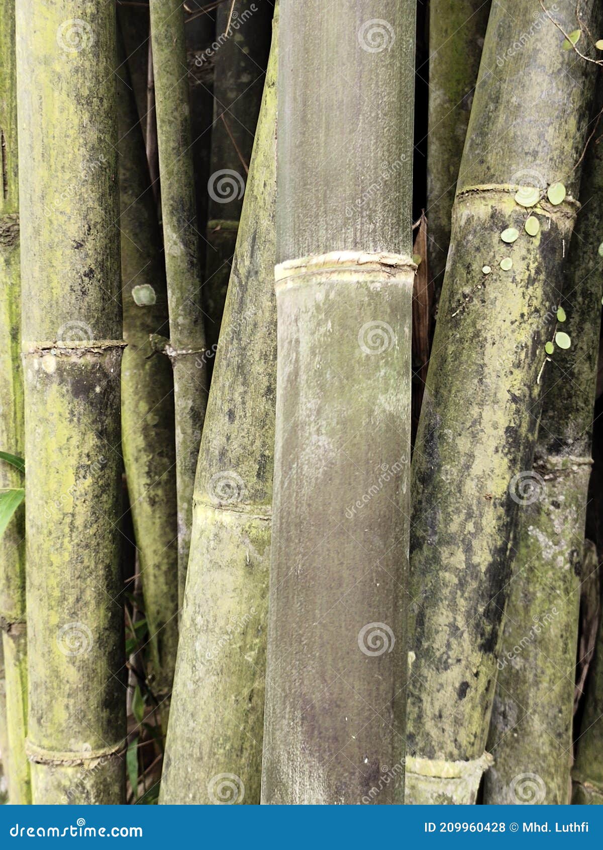 Bamboo Tree Trunks in the Forest Stock Photo - Image of mist, forest ...