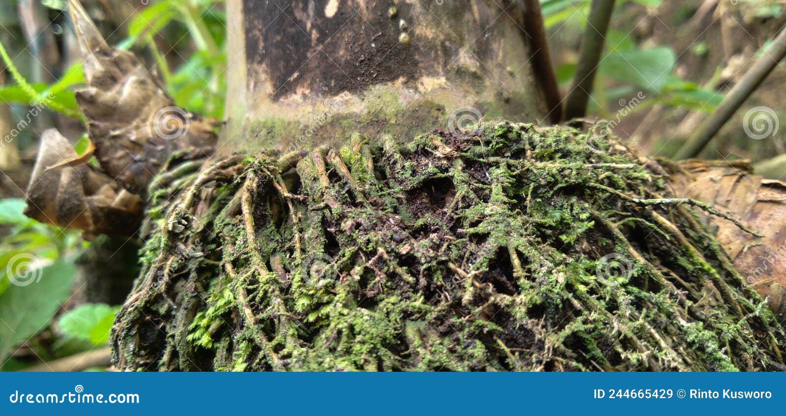 Bamboo Tree Trunks and Roots Stock Image - Image of forest, vegetation ...