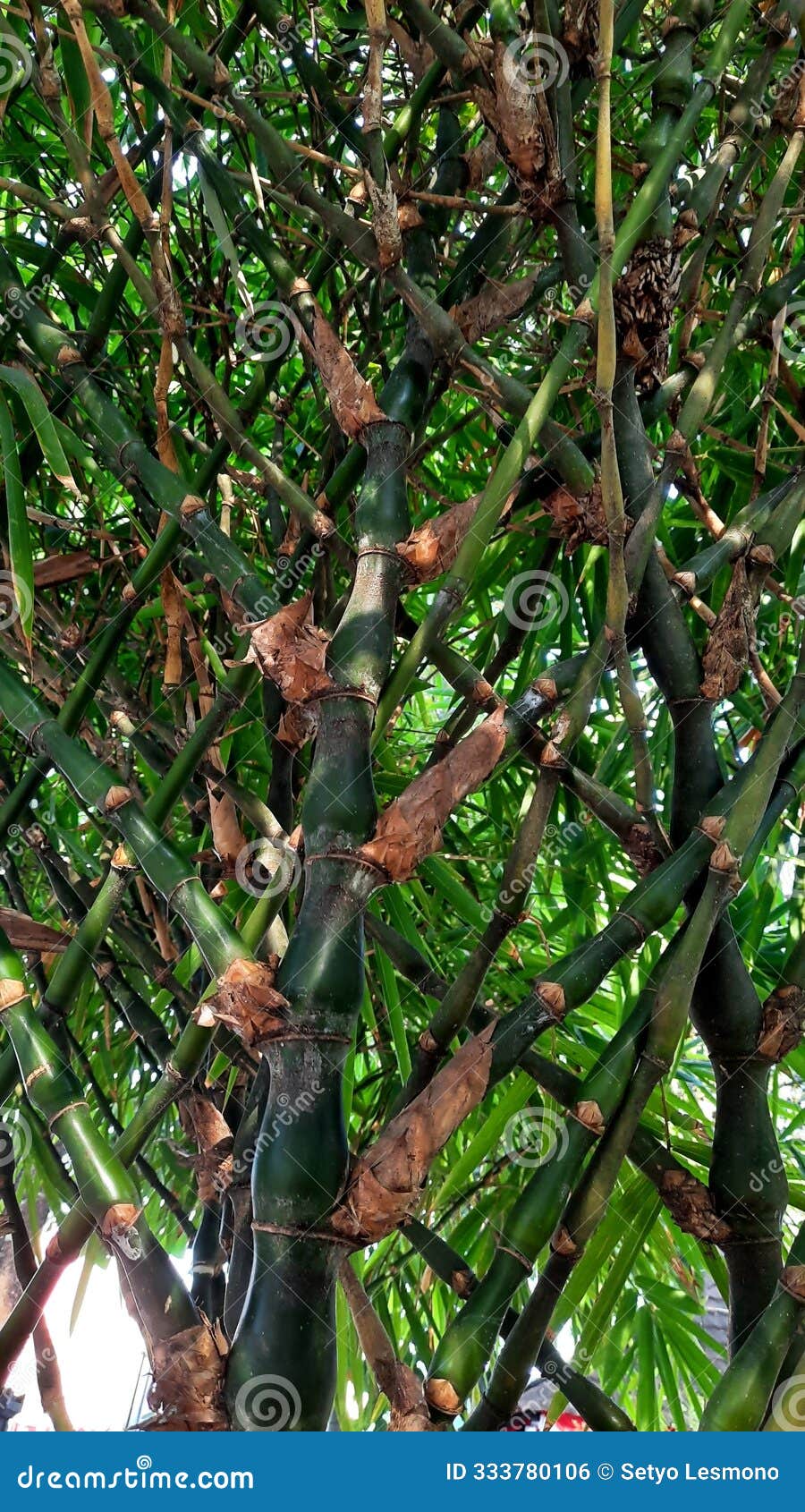 Unique, Bamboo Tree Trunks. the Color is Also a Charming Green. Stock ...