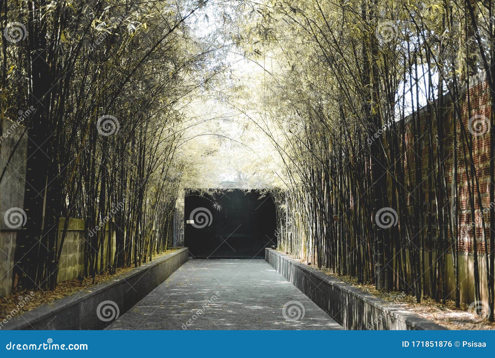 Bamboo Tree Tunnel & Walkway Pathway Road Stock Photo - Image of park ...