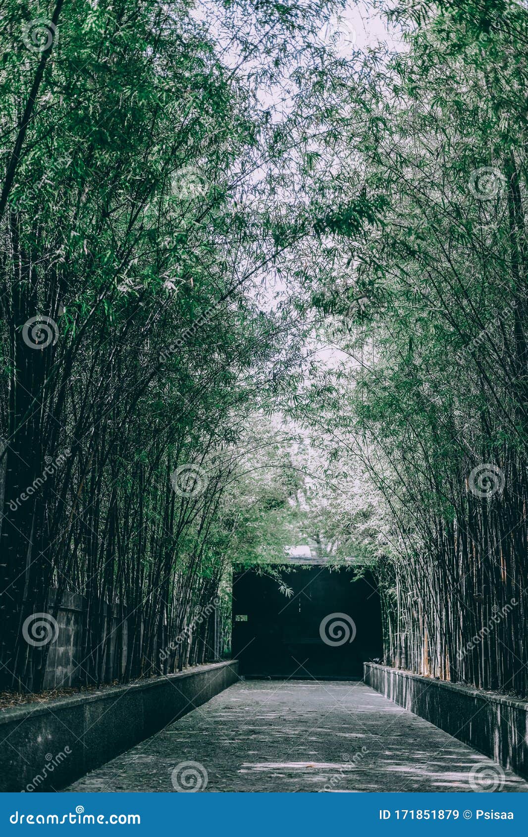 Bamboo Tree Tunnel & Walkway Pathway Road Stock Image - Image of ...