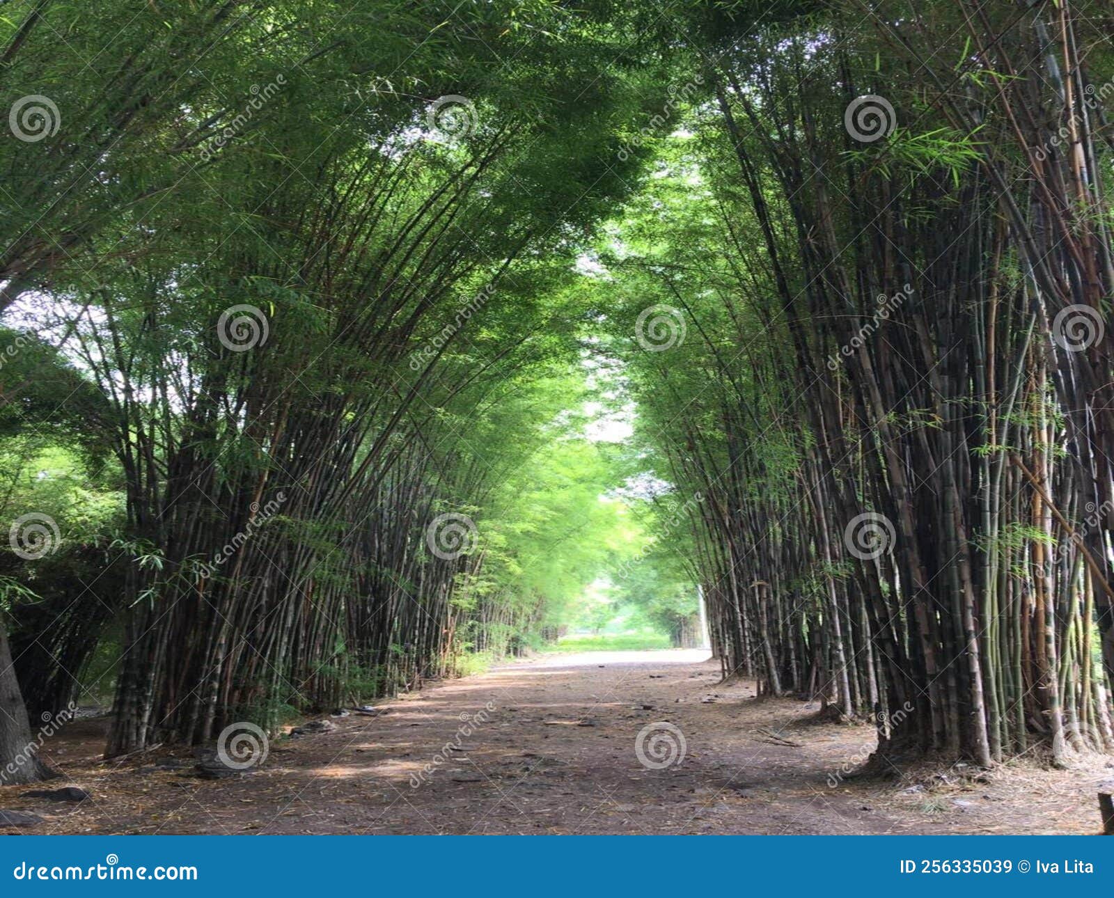 Bamboo tree view stock image. Image of plant, branch - 256335039