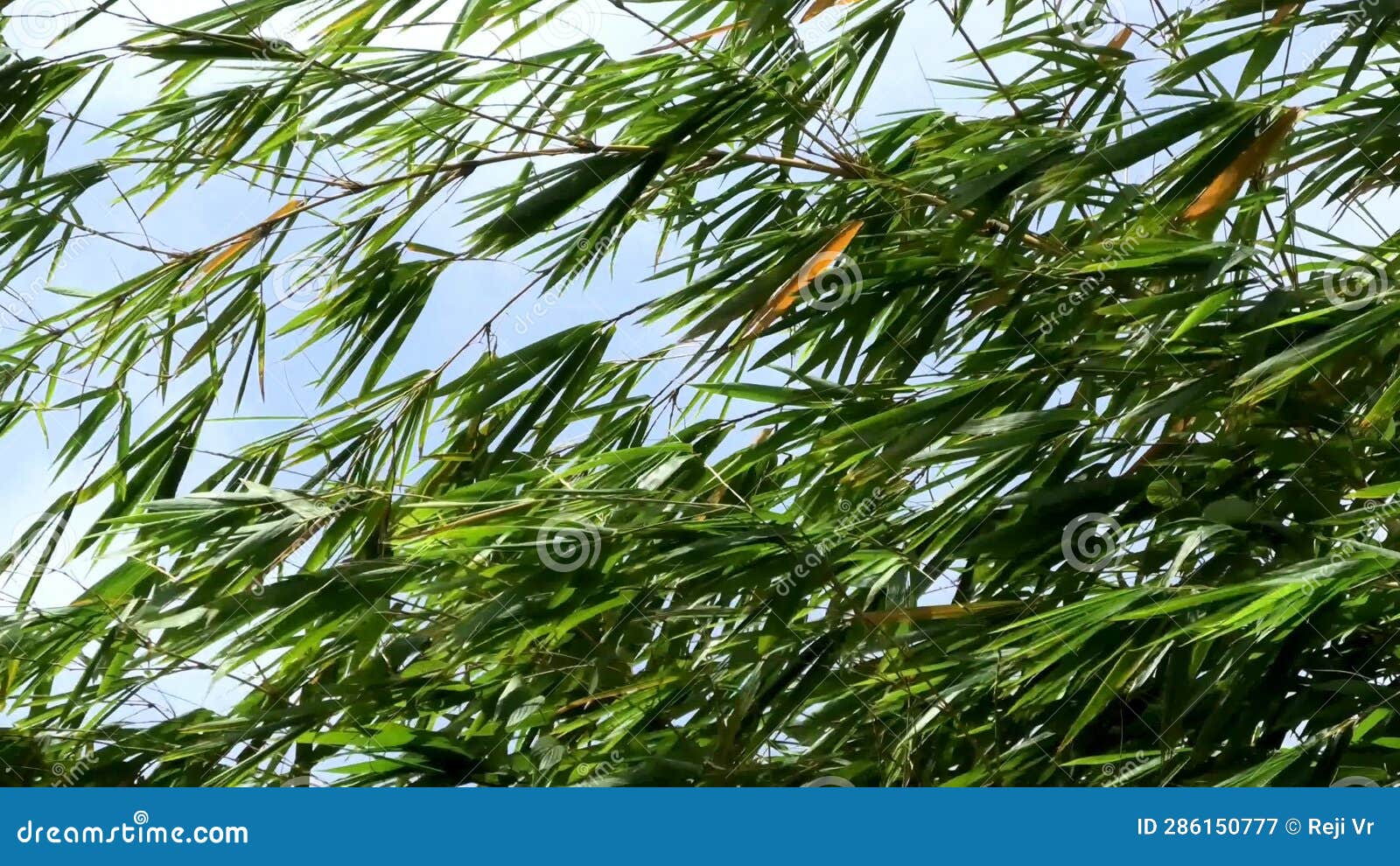 Bamboo tree waves stock video. Video of wind, plants - 286150777