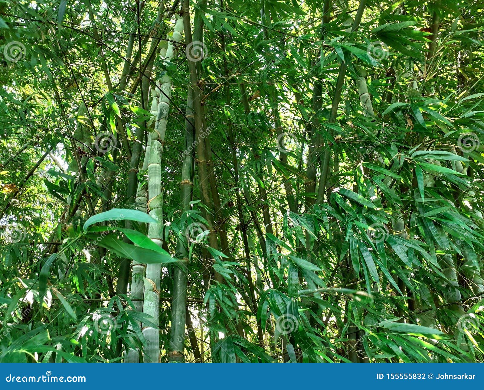 Bamboo tree in the wind stock photo. Image of leaf, plant - 155555832