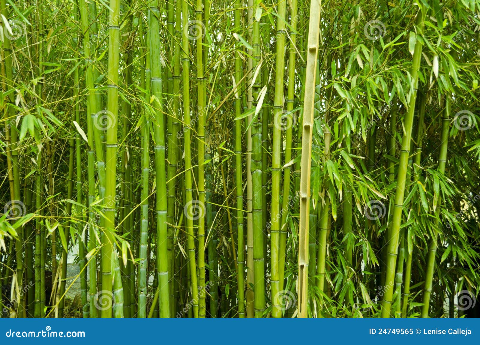 Bamboo trees stock image. Image of garden, greenery, japan - 24749565