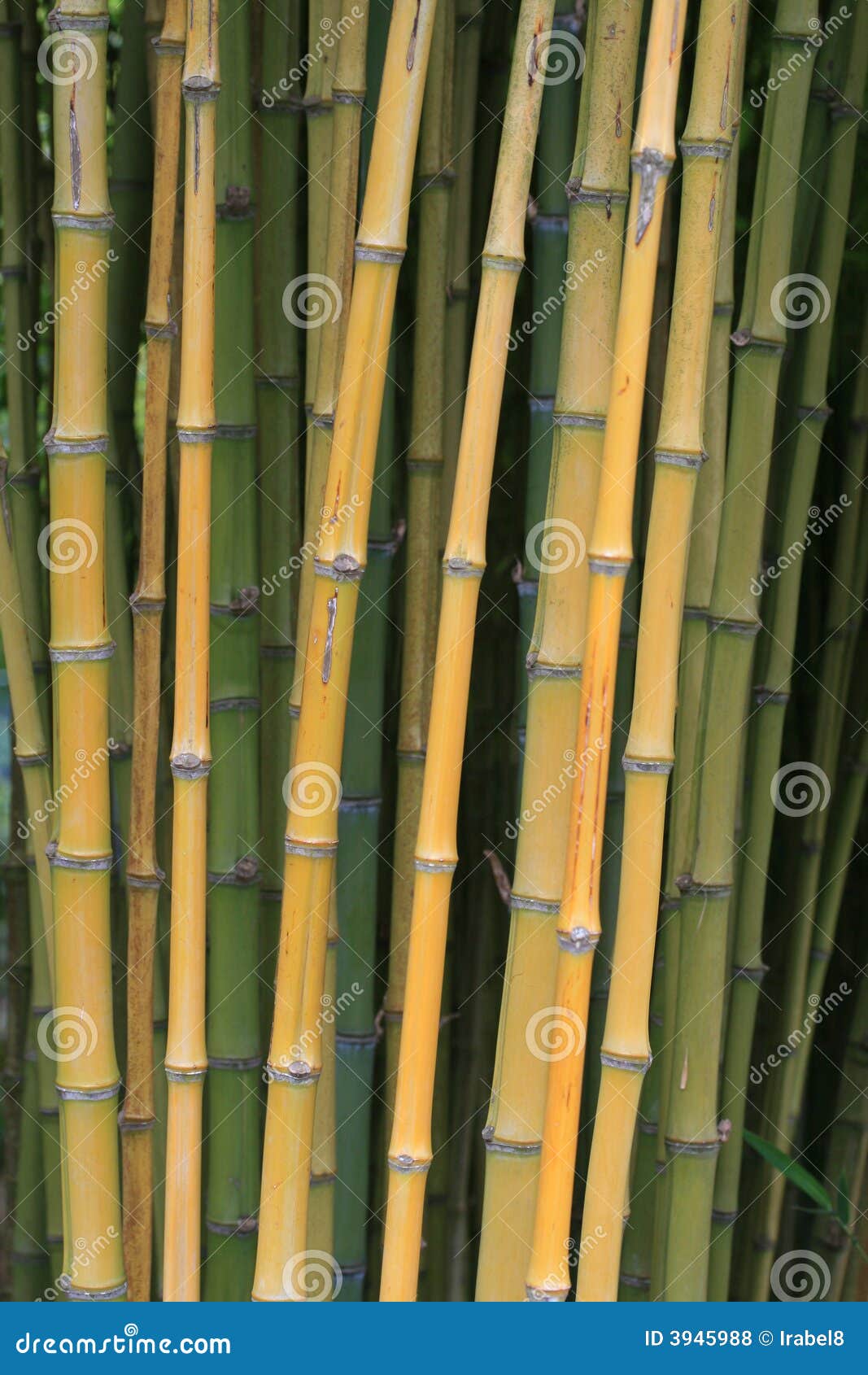 Bamboo Trees stock photo. Image of growth, shui, leaf - 3945988