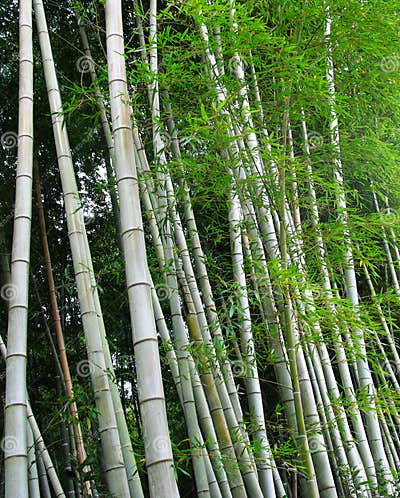 Bamboo Trees stock image. Image of stalks, foliage, park - 434763