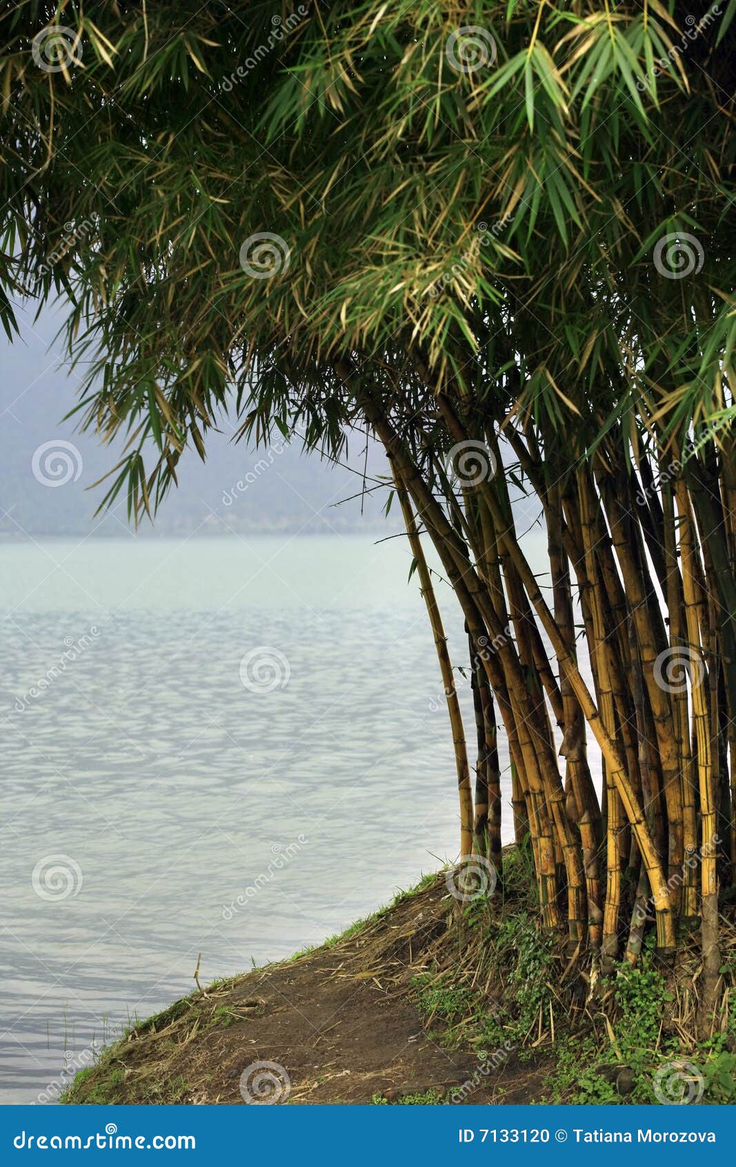 Bamboo trees stock photo. Image of asia, lines, yellow - 7133120