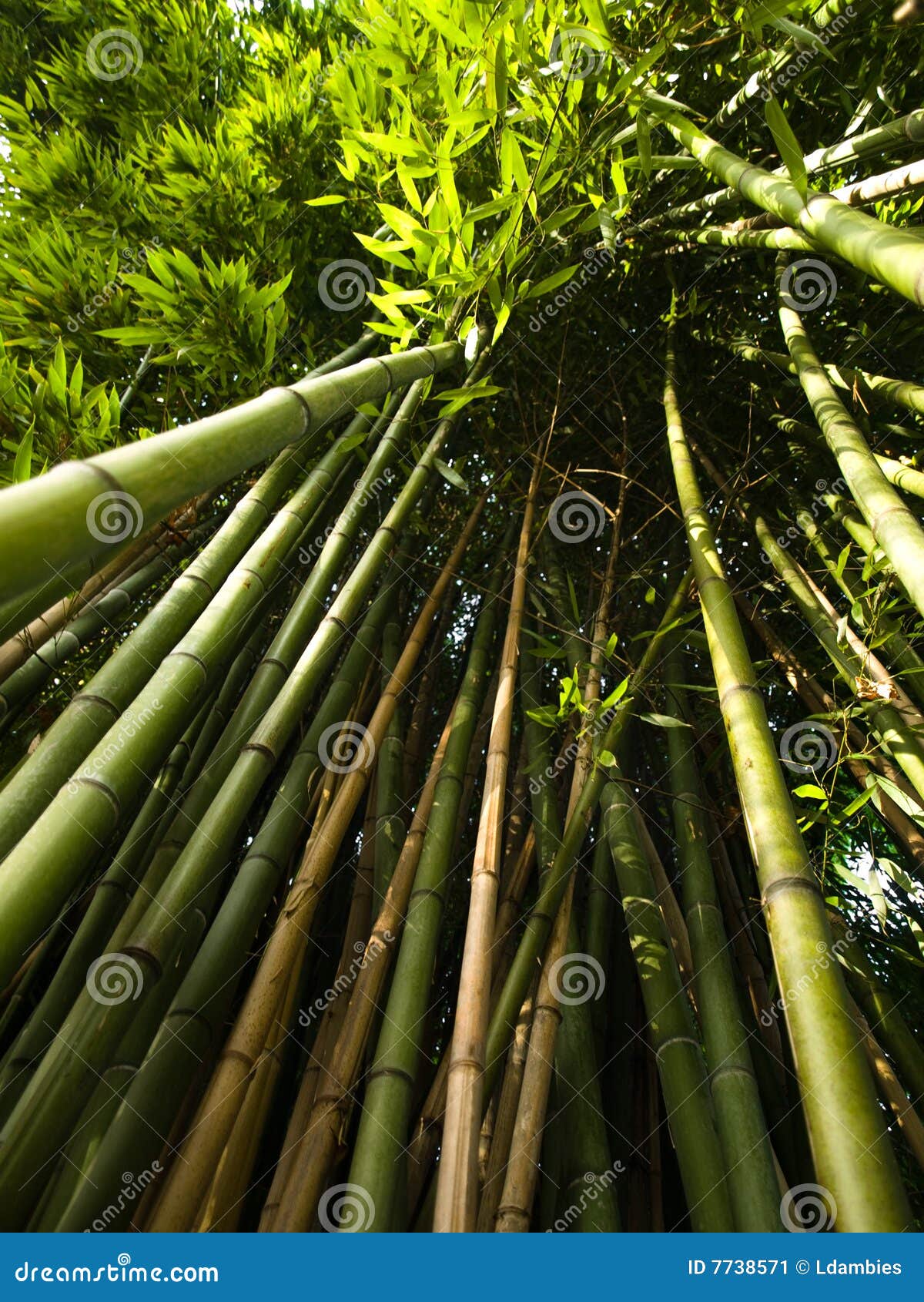Bamboo trees stock image. Image of bunch, japanese, outdoors - 7738571