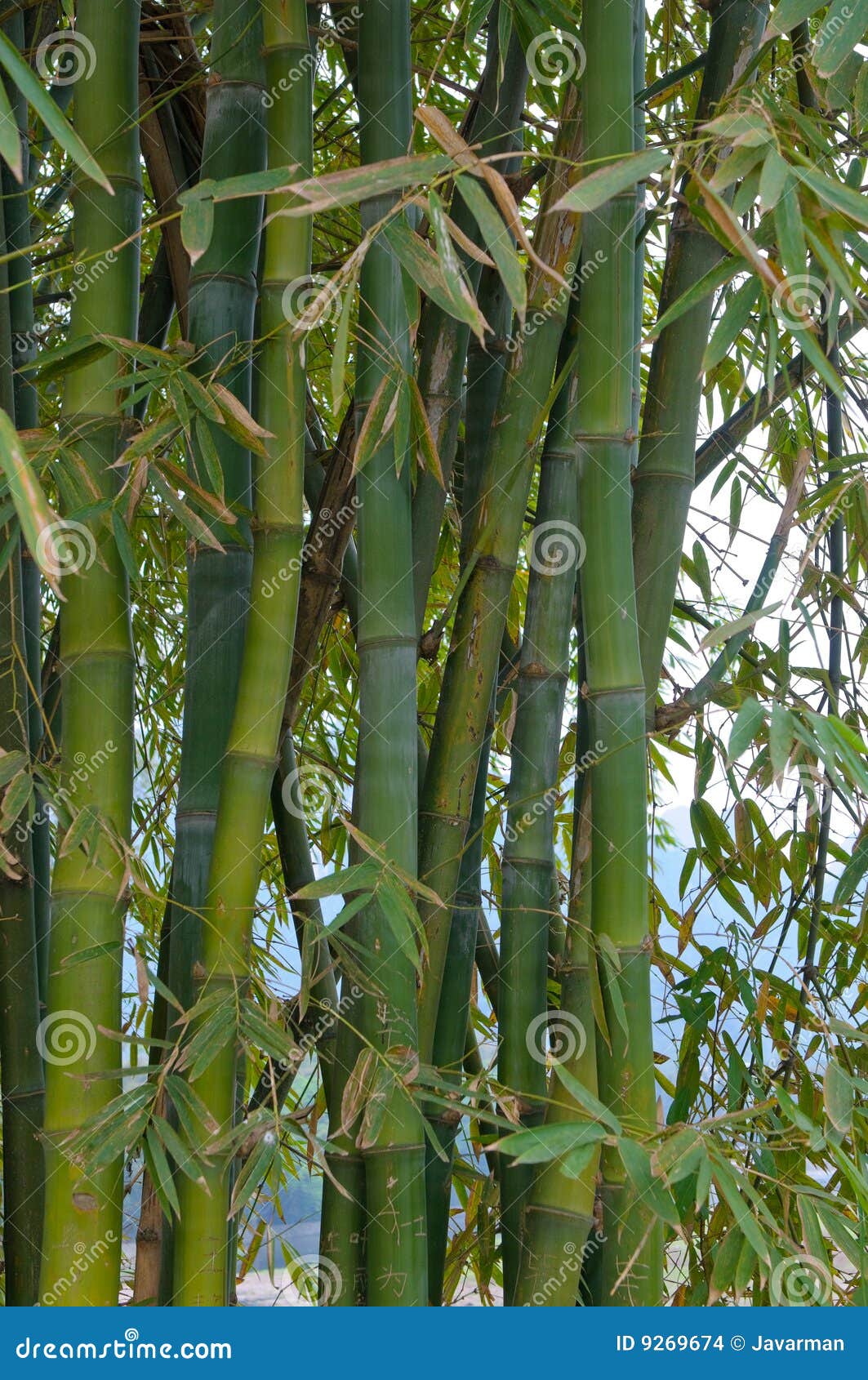 Bamboo Trees Stock Photography | CartoonDealer.com #7133120
