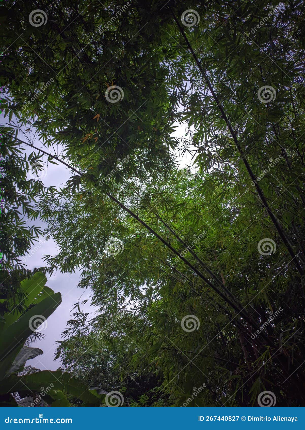 The Bamboo Trees Above the Cloudy Sky Stock Image - Image of cloudy ...