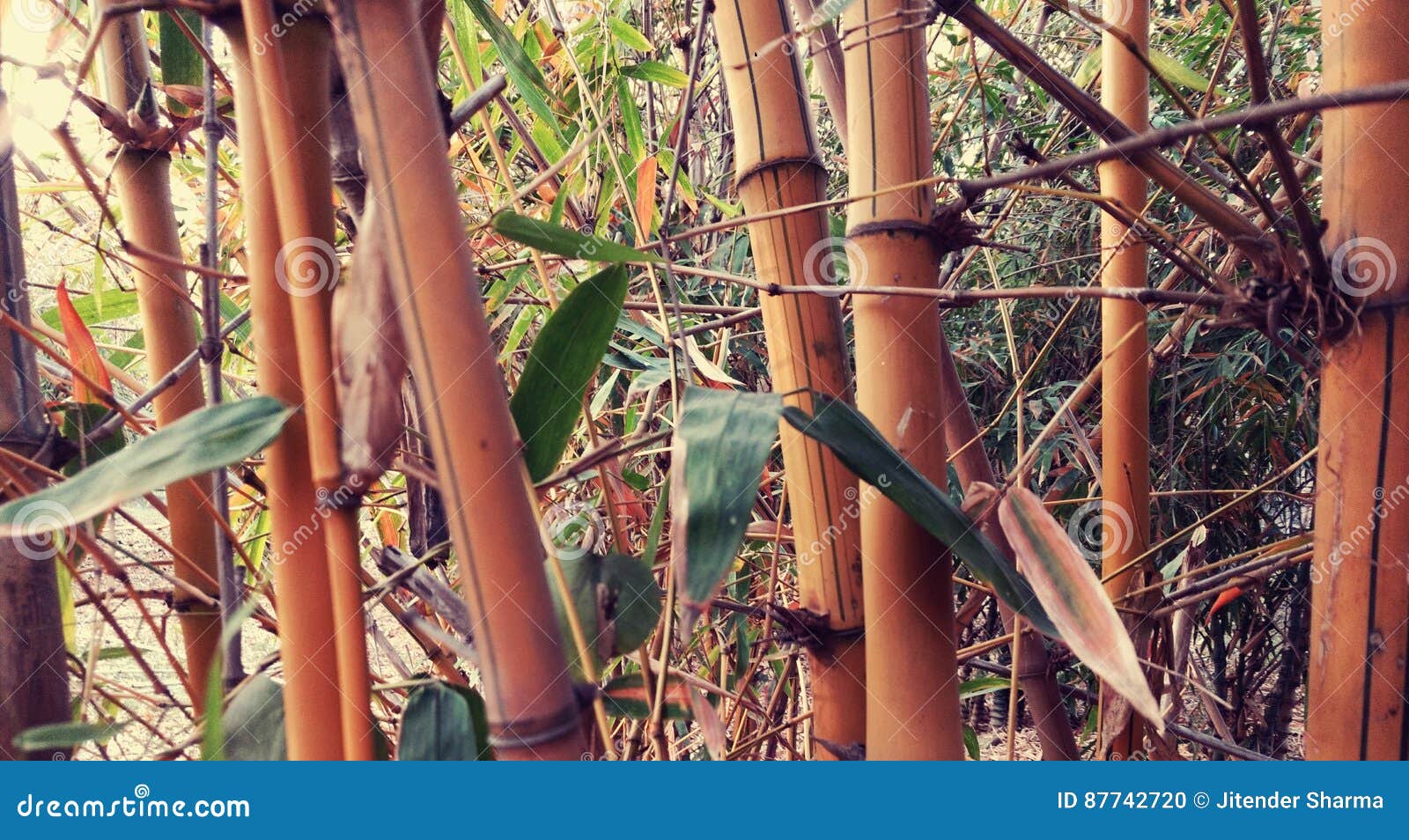 Baans Stock Photos - Free & Royalty-Free Stock Photos from Dreamstime