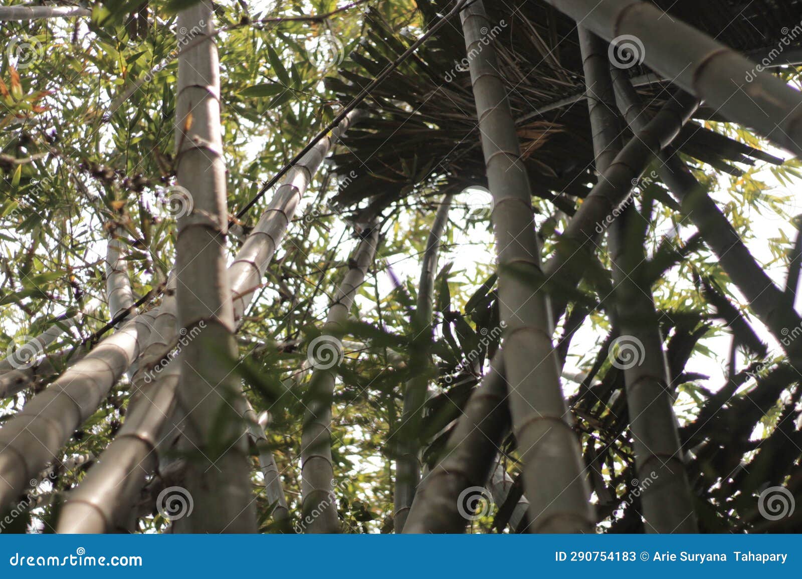 Bamboo Trees from a Bottom Perspective, in a Bamboo Forest. High Photo ...