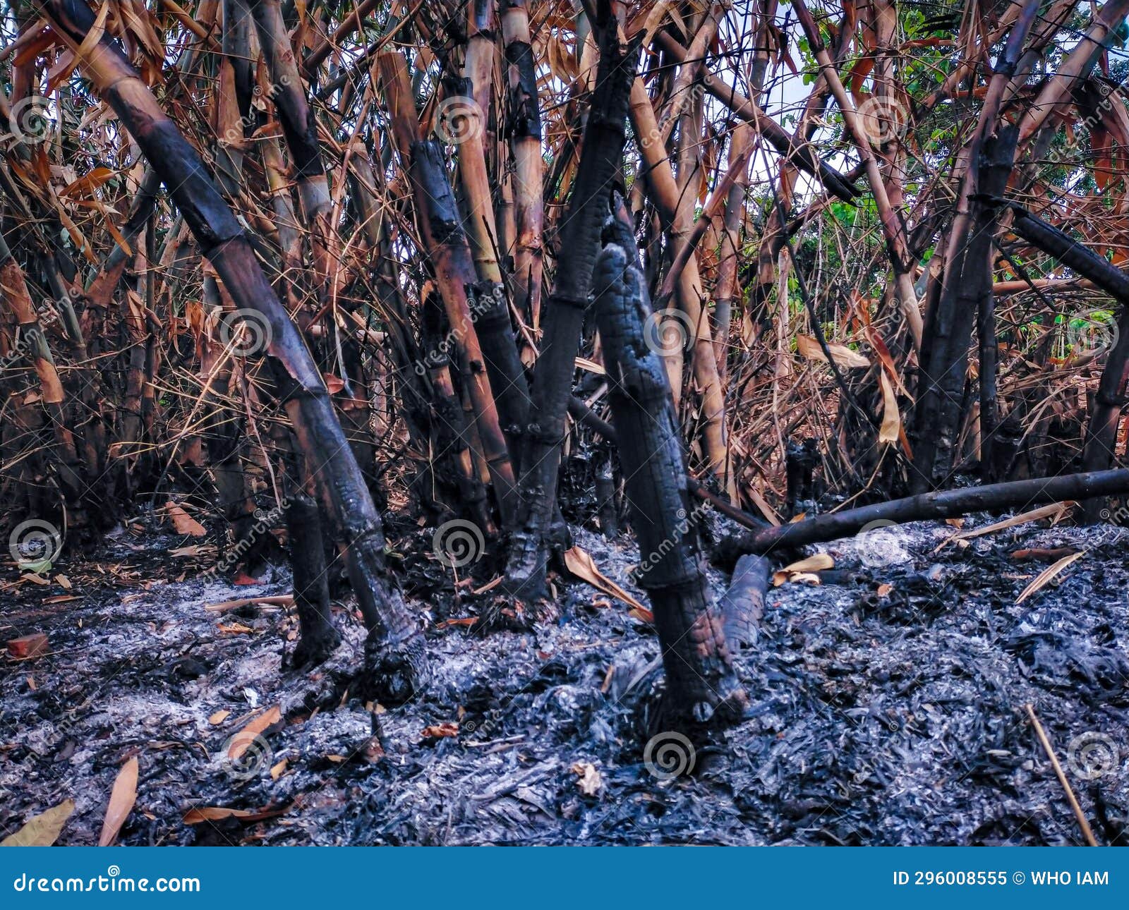 Bamboo Trees Burned by Fire Leave Trees that Look Charred. Stock Image ...