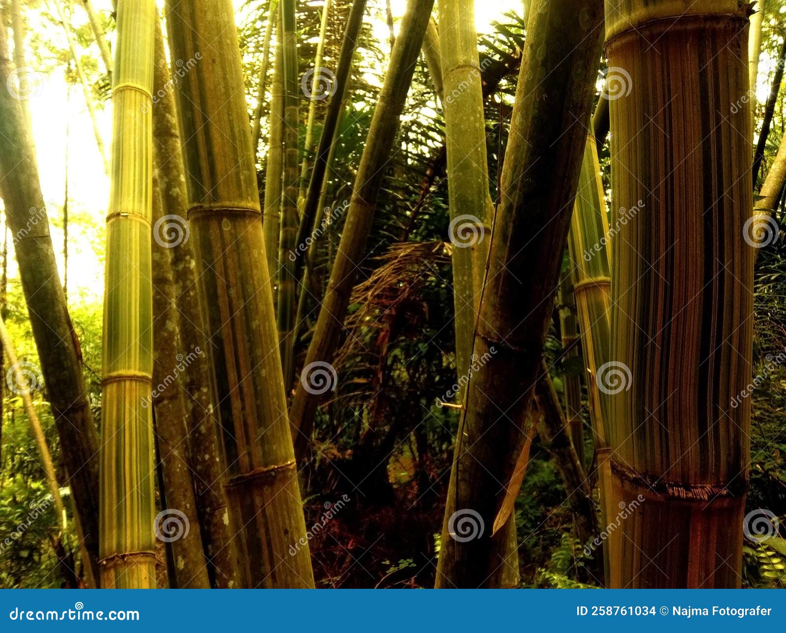 Bamboo tree background stock photo. Image of used, wood - 258761034